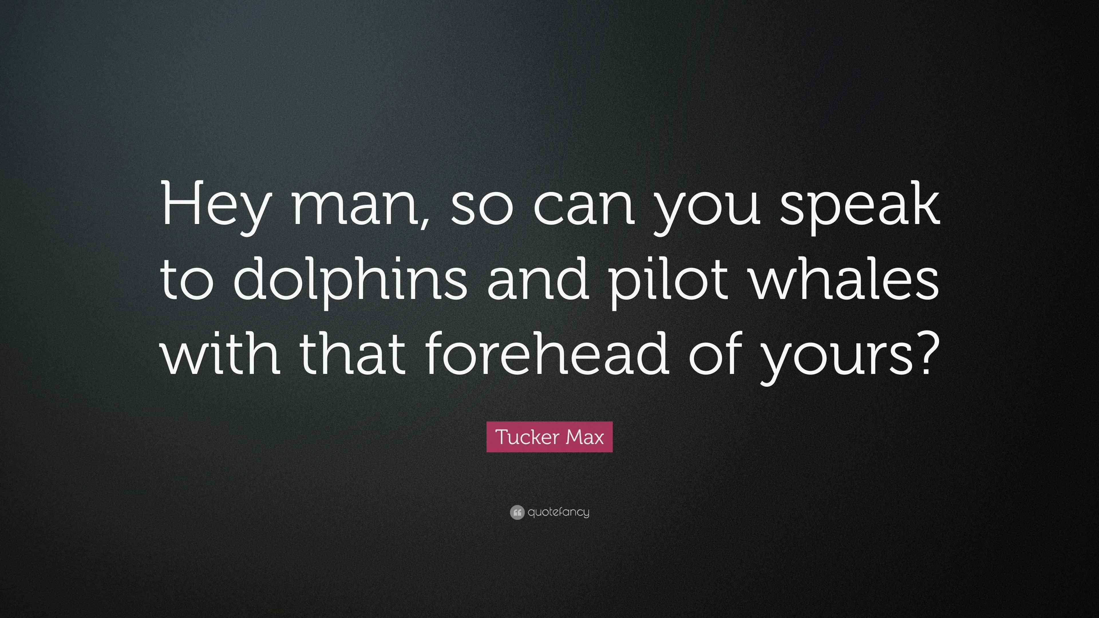Tucker Max Quote: “Hey man, so can you speak to dolphins and pilot ...