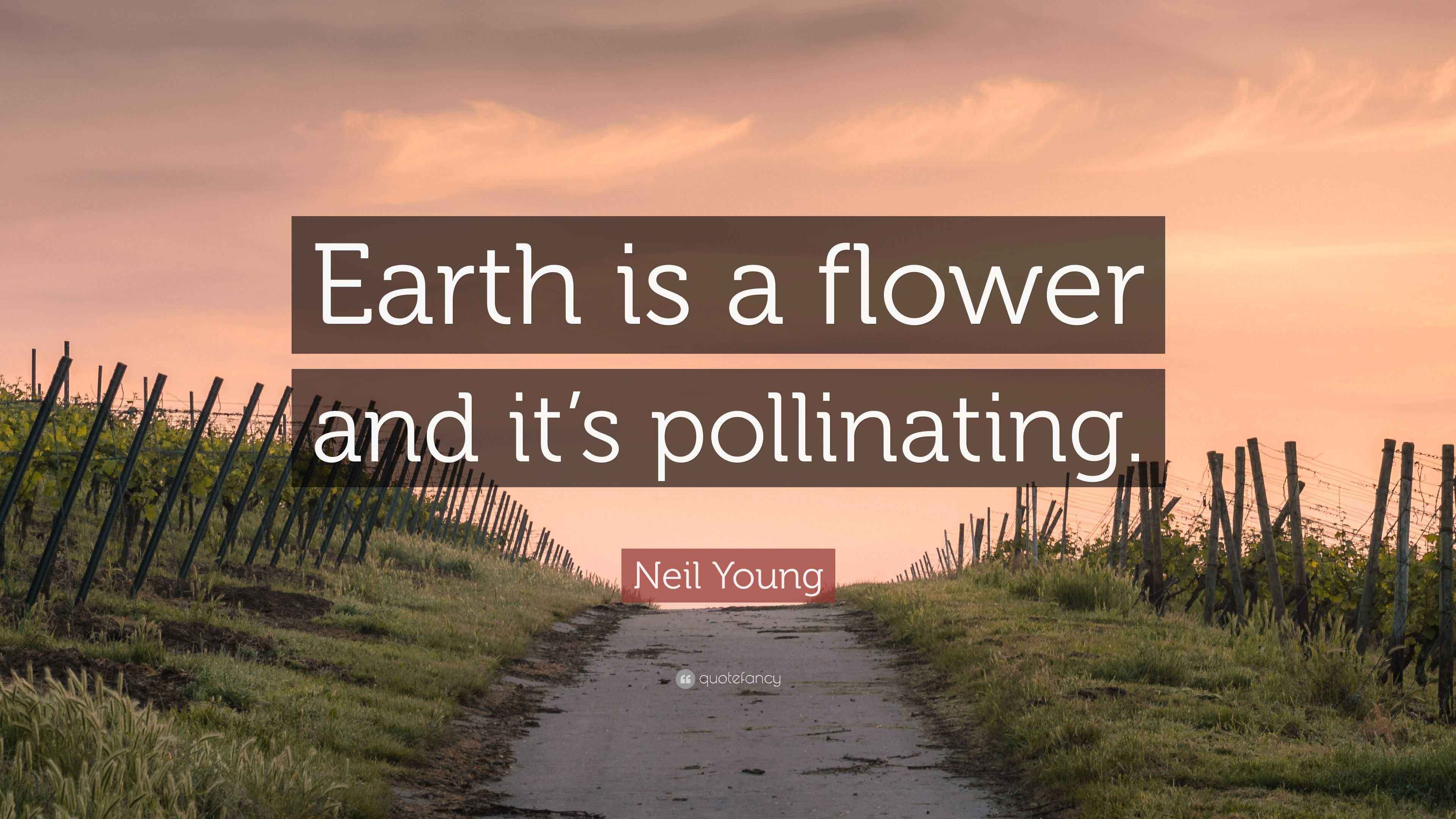 Neil Young Quote: “Earth is a flower and it’s pollinating.”