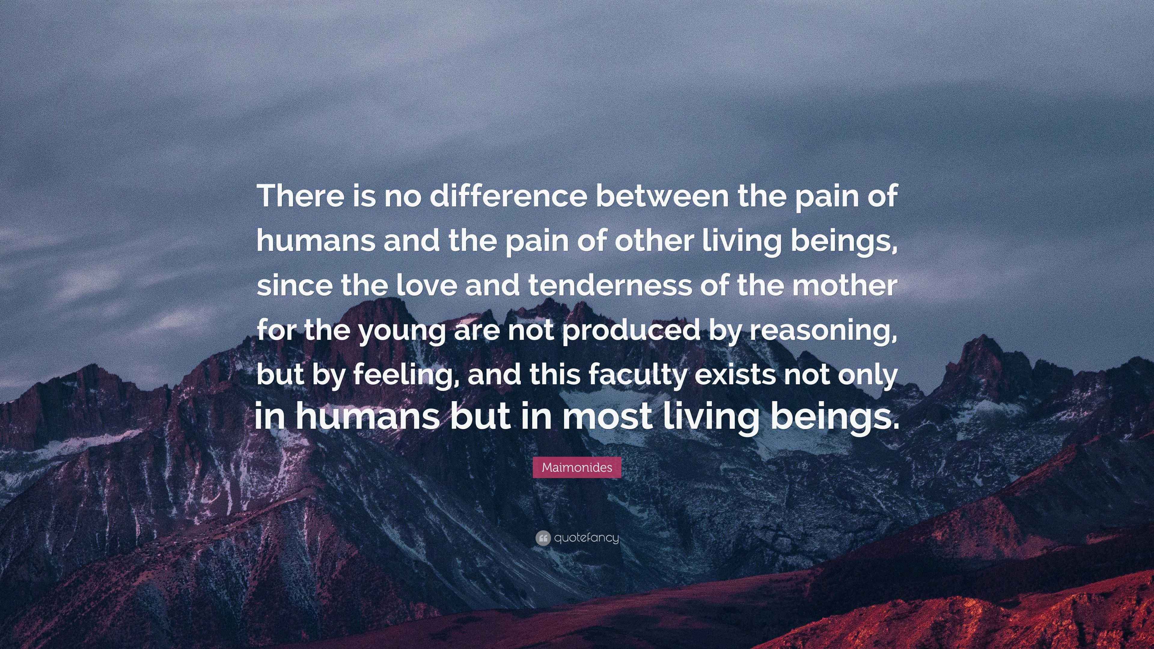Maimonides Quote: “There is no difference between the pain of humans ...