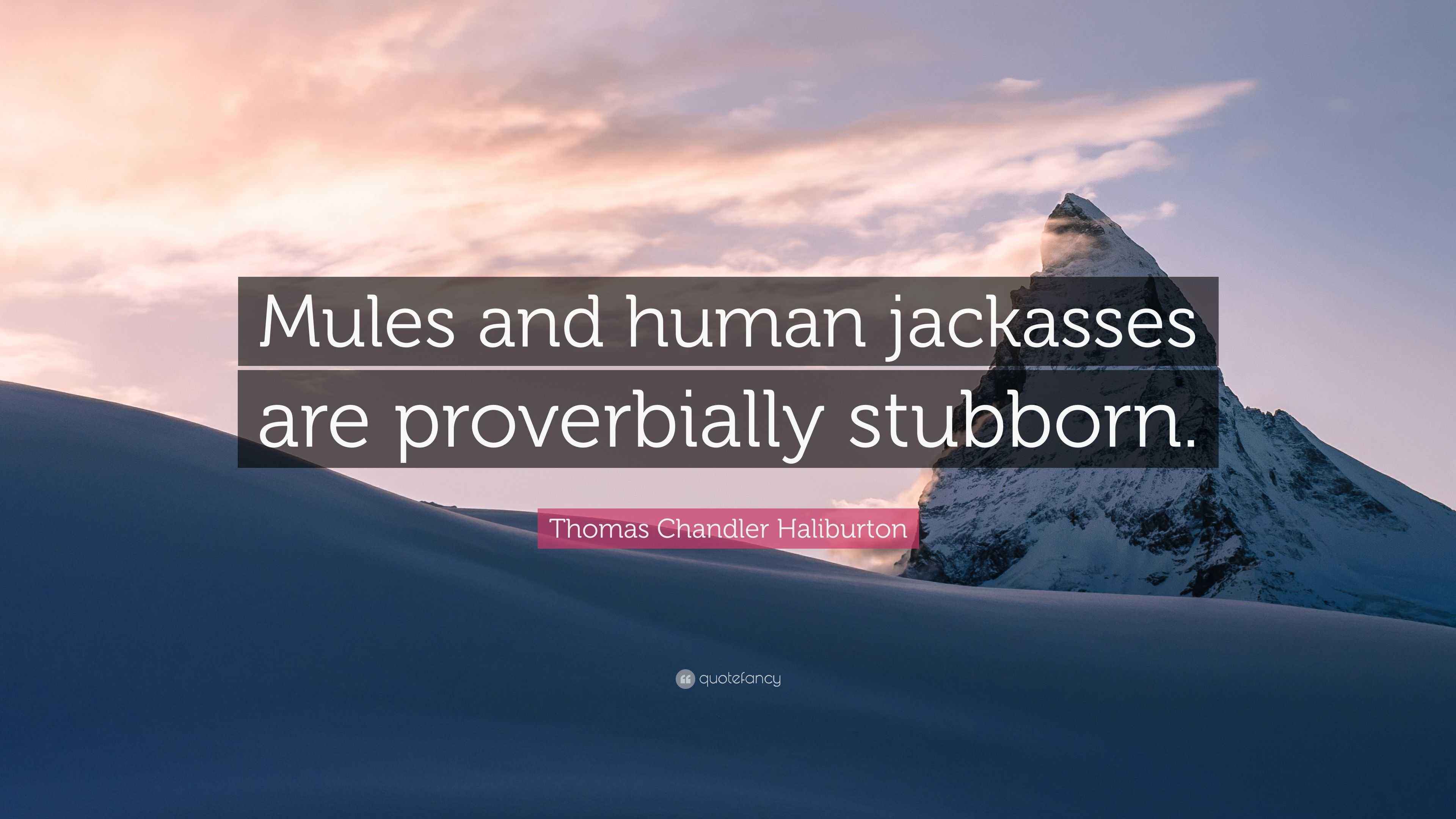 Thomas Chandler Haliburton Quote: “Mules and human jackasses are ...