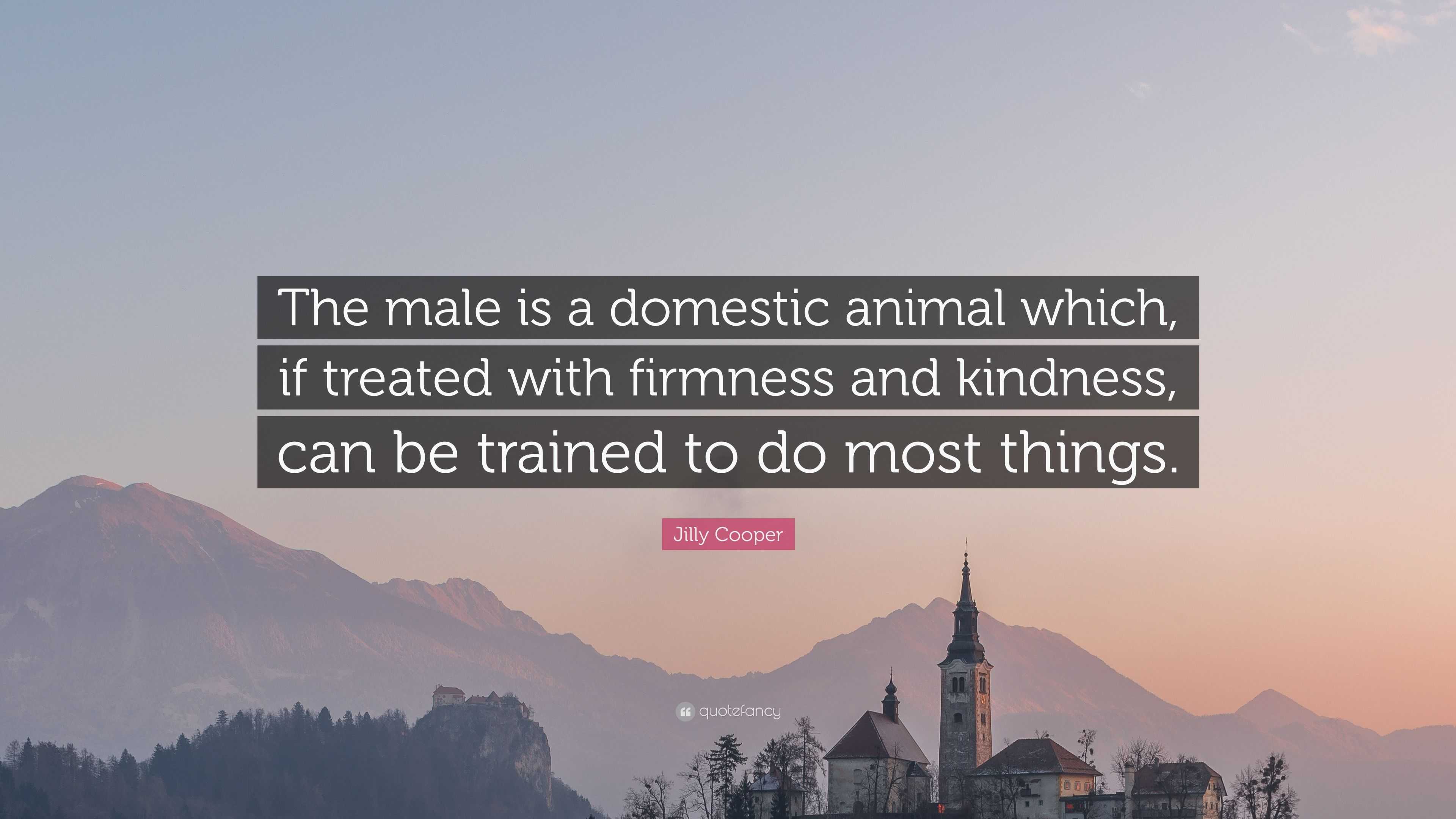Jilly Cooper Quote: “The male is a domestic animal which, if treated ...