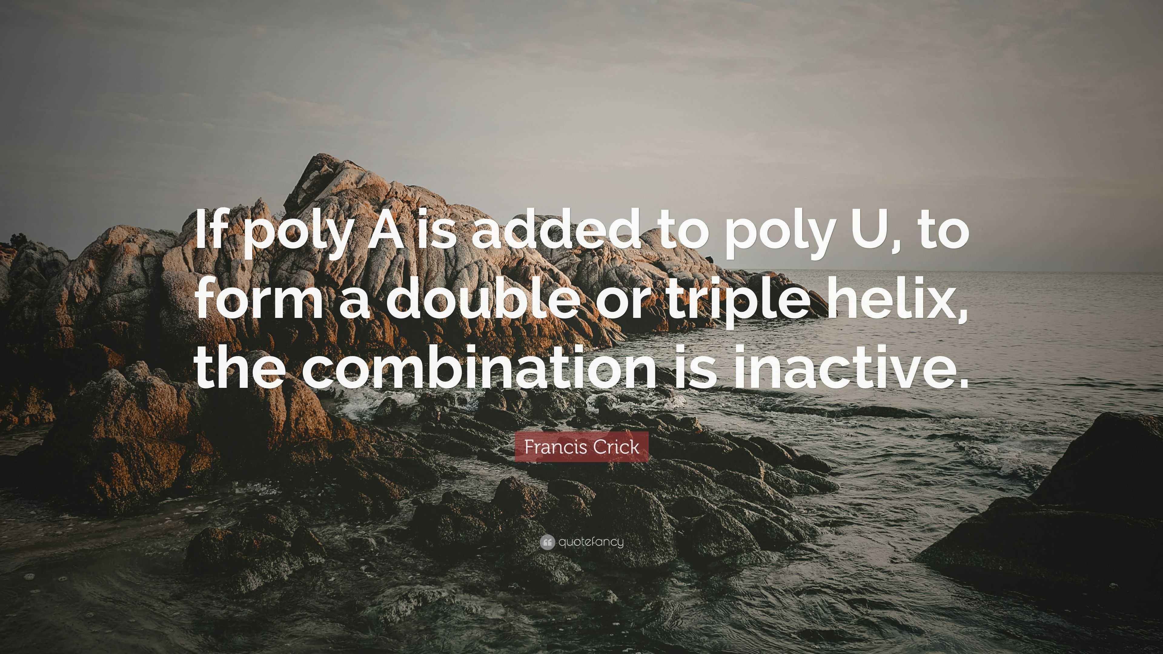 Francis Crick Quote: “If poly A is added to poly U, to form a double or ...