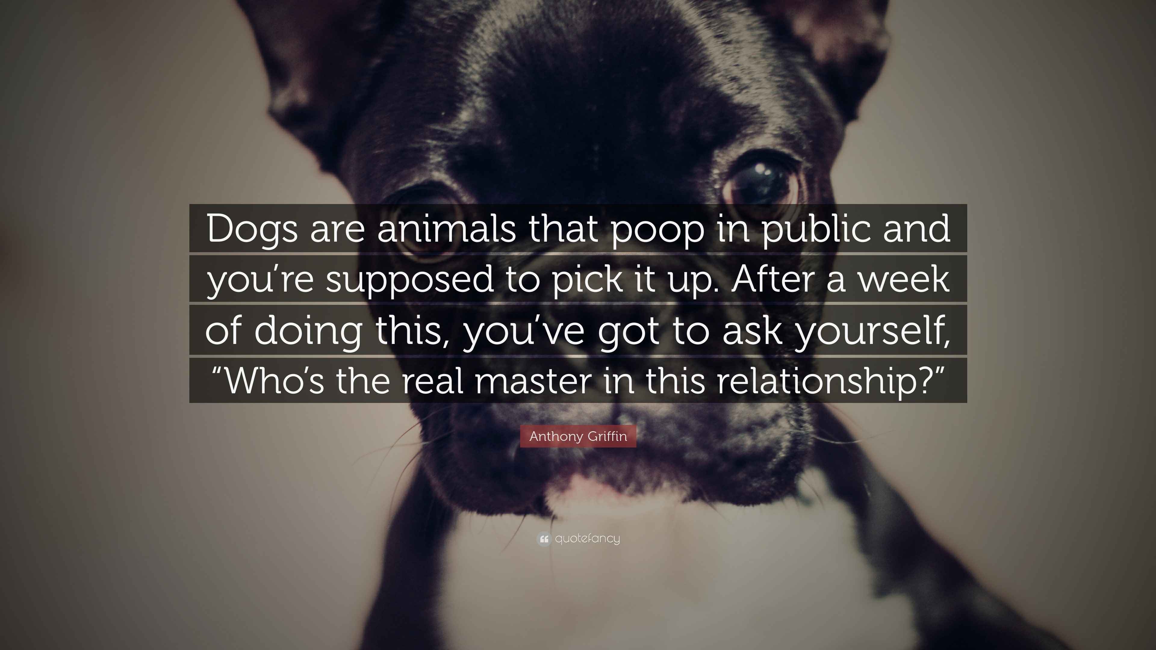 Anthony Griffin Quote: “Dogs are animals that poop in public and you’re ...