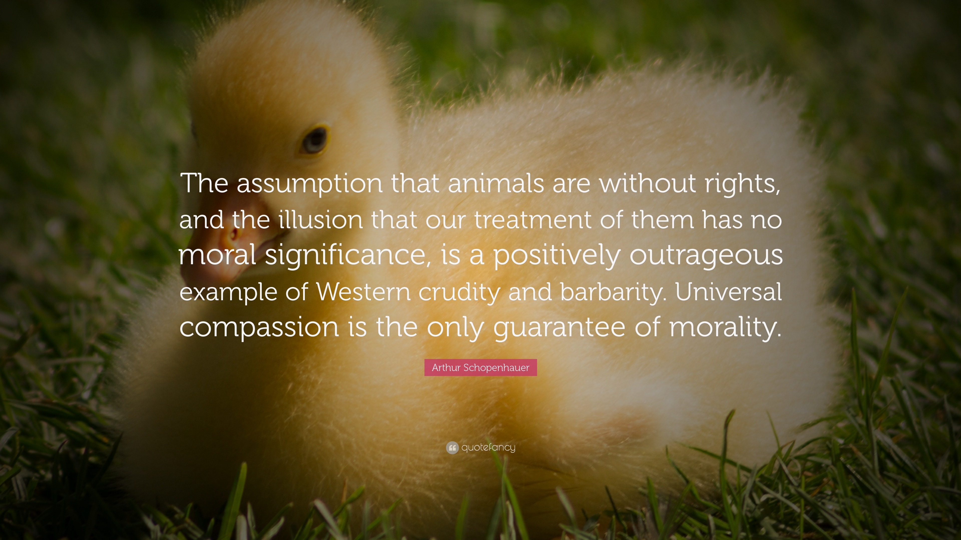 Arthur Schopenhauer Quote: “The assumption that animals are without ...