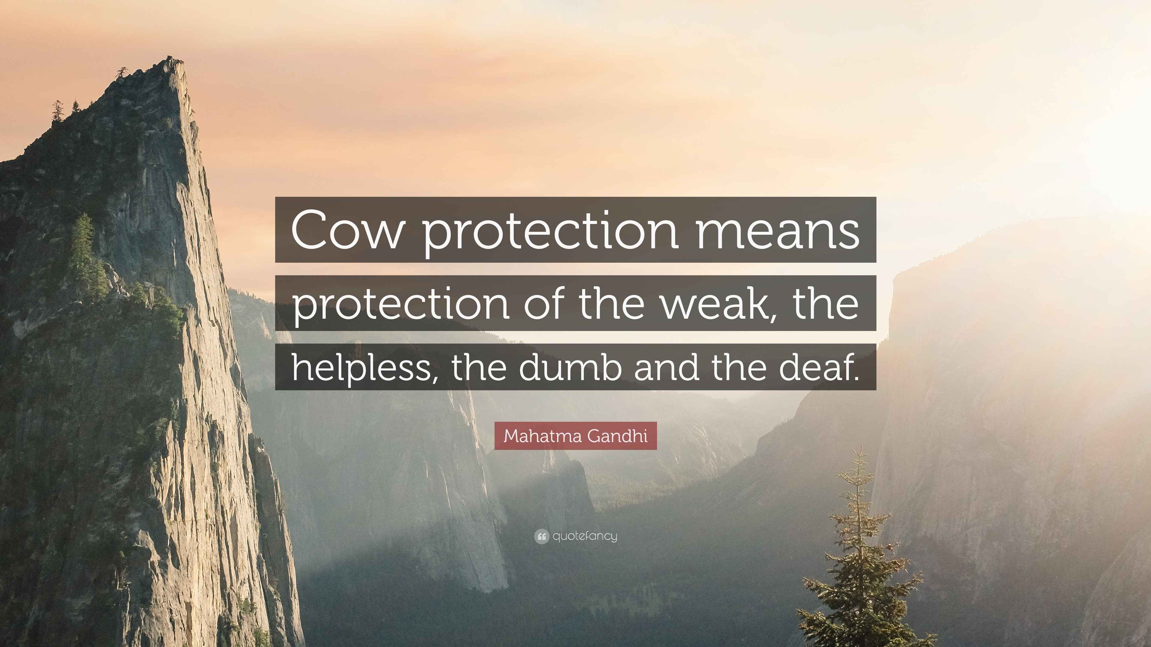 Mahatma Gandhi Quote: “Cow protection means protection of the weak, the ...