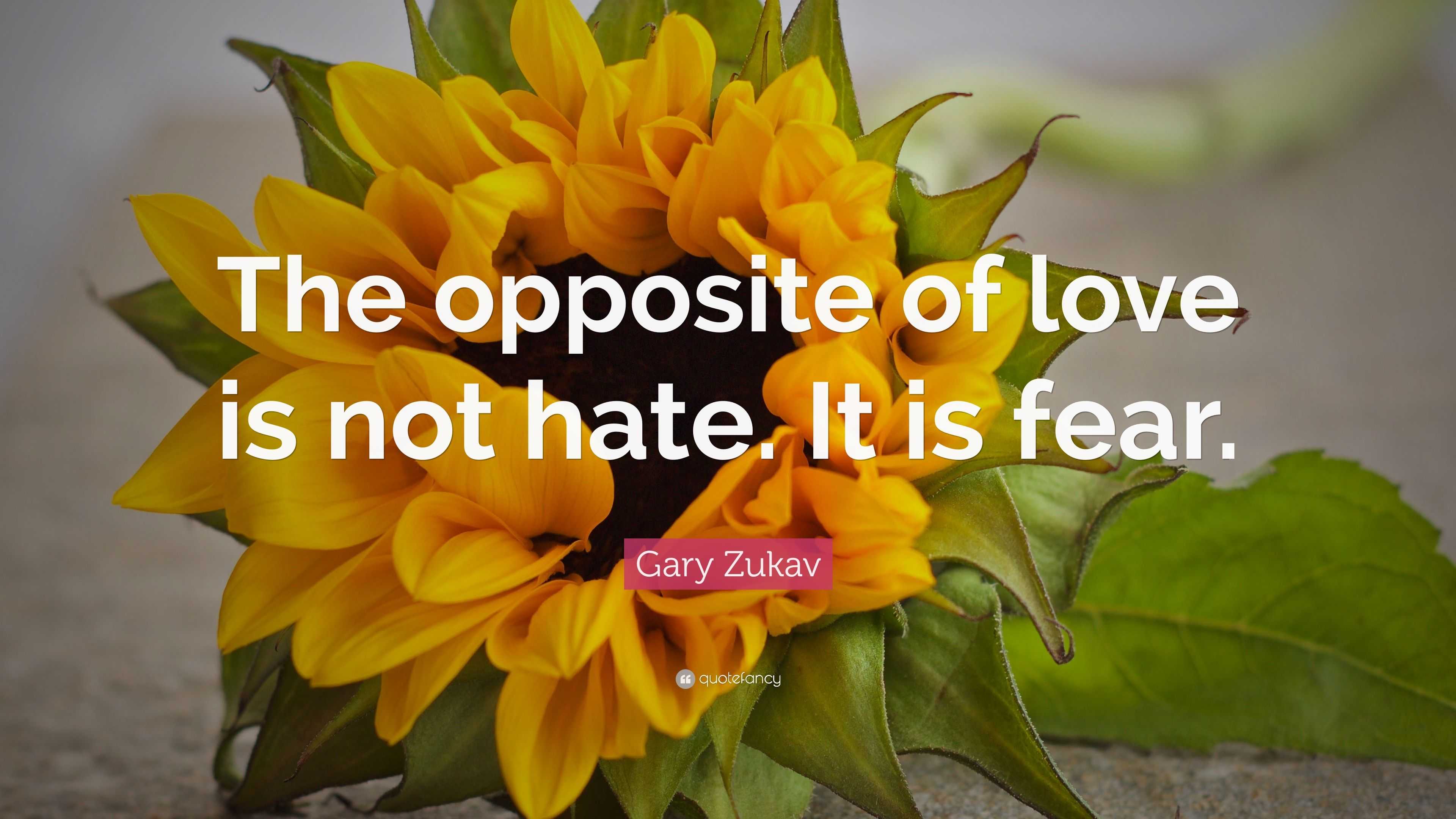 Gary Zukav Quote: “The opposite of love is not hate. It is fear.”