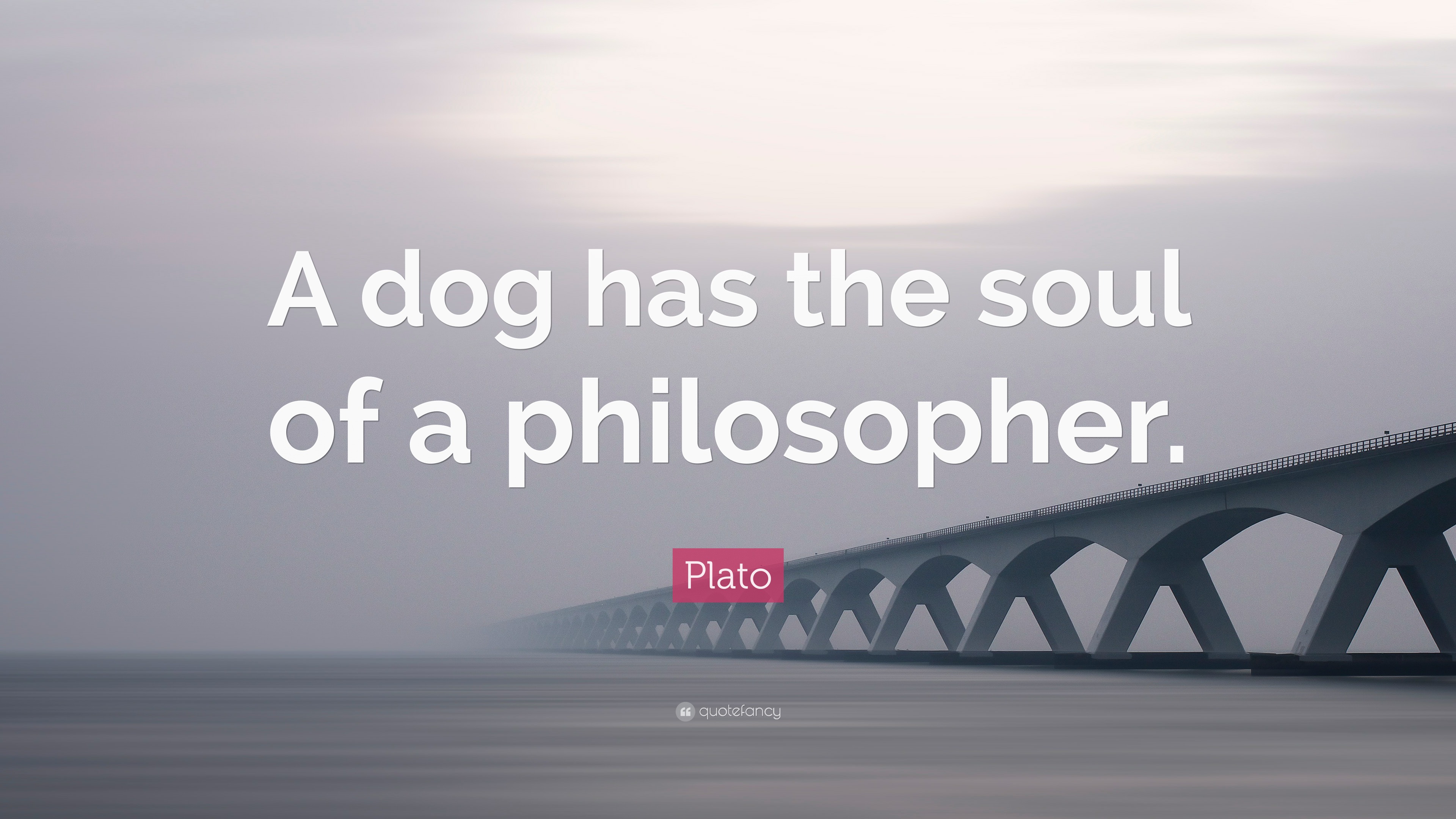 Plato Quote: “A dog has the soul of a philosopher.”
