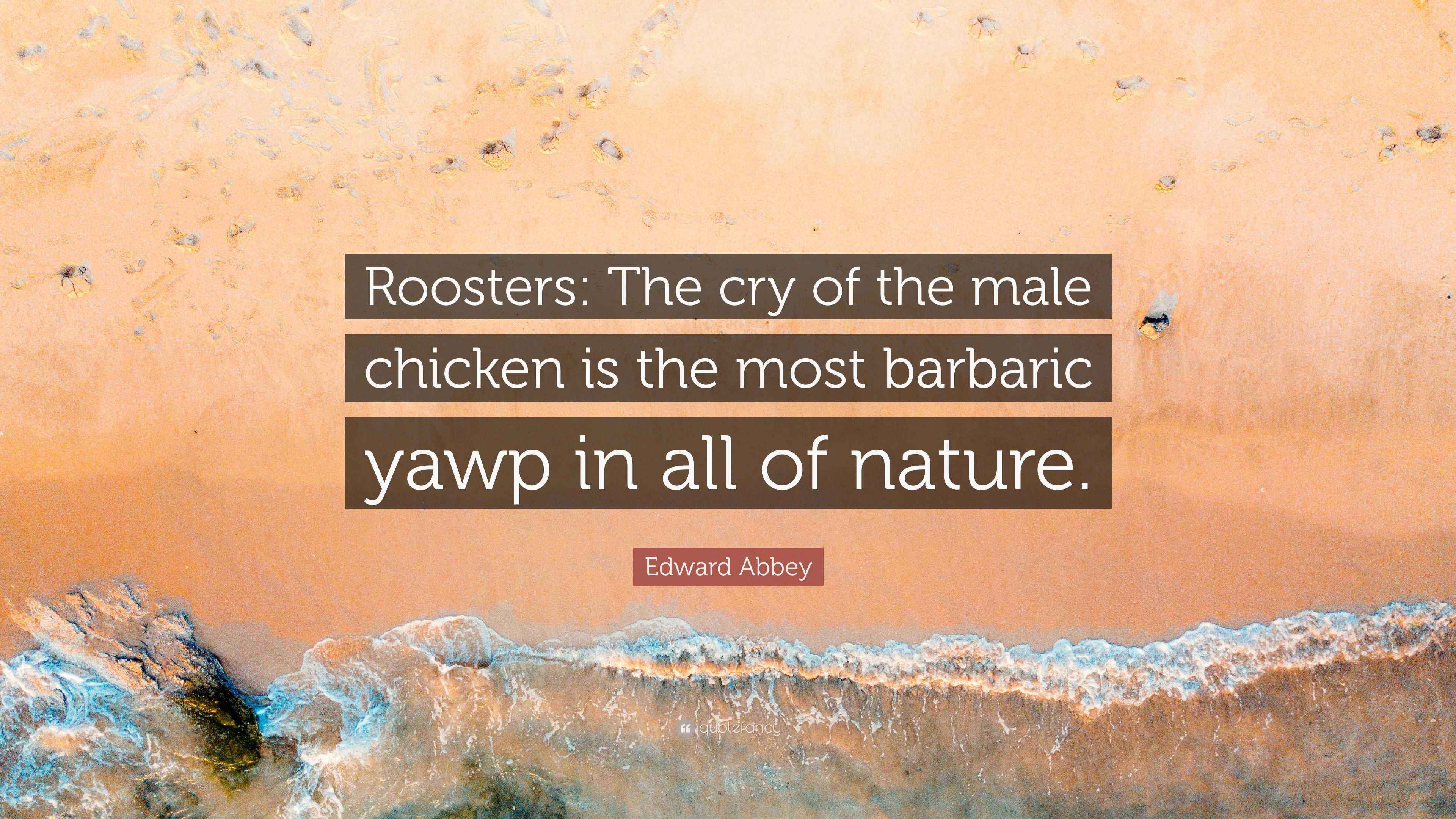 Edward Abbey Quote: “Roosters: The cry of the male chicken is the most ...