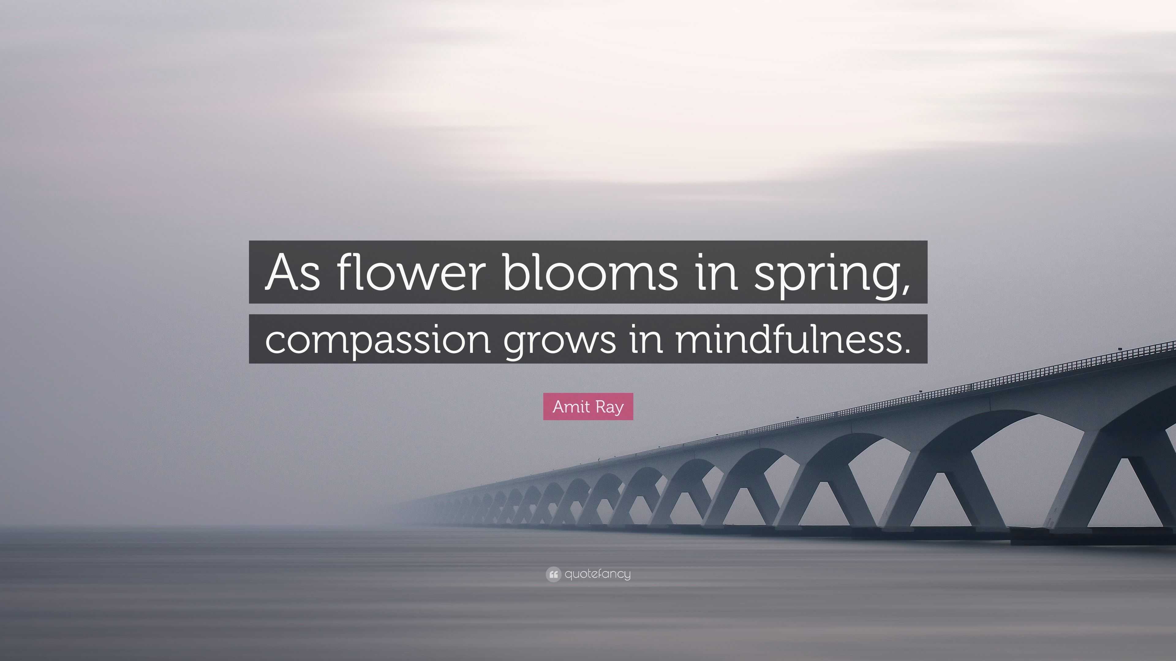 Amit Ray Quote: “As flower blooms in spring, compassion grows in ...