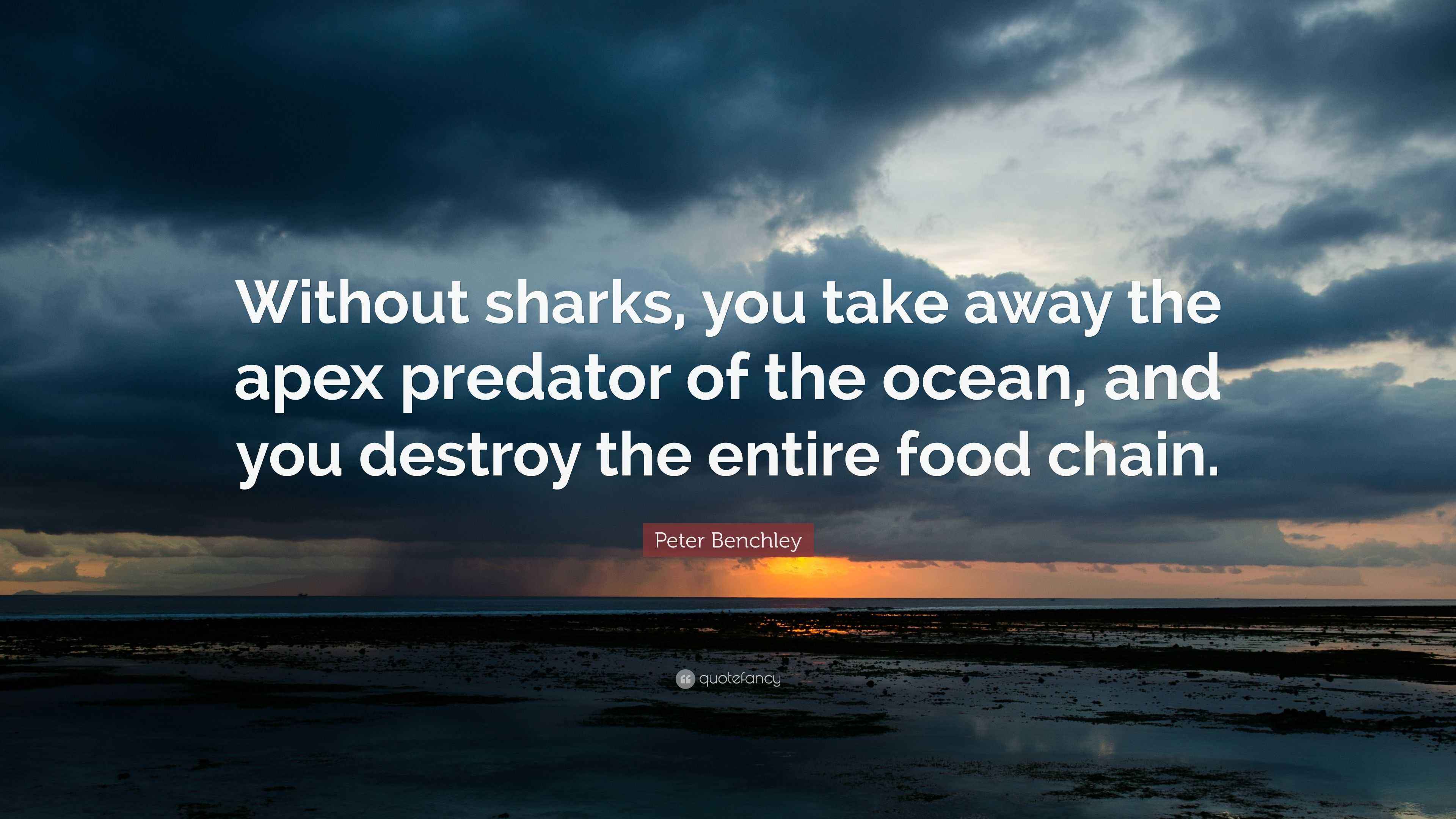 Peter Benchley Quote: “Without sharks, you take away the apex predator ...