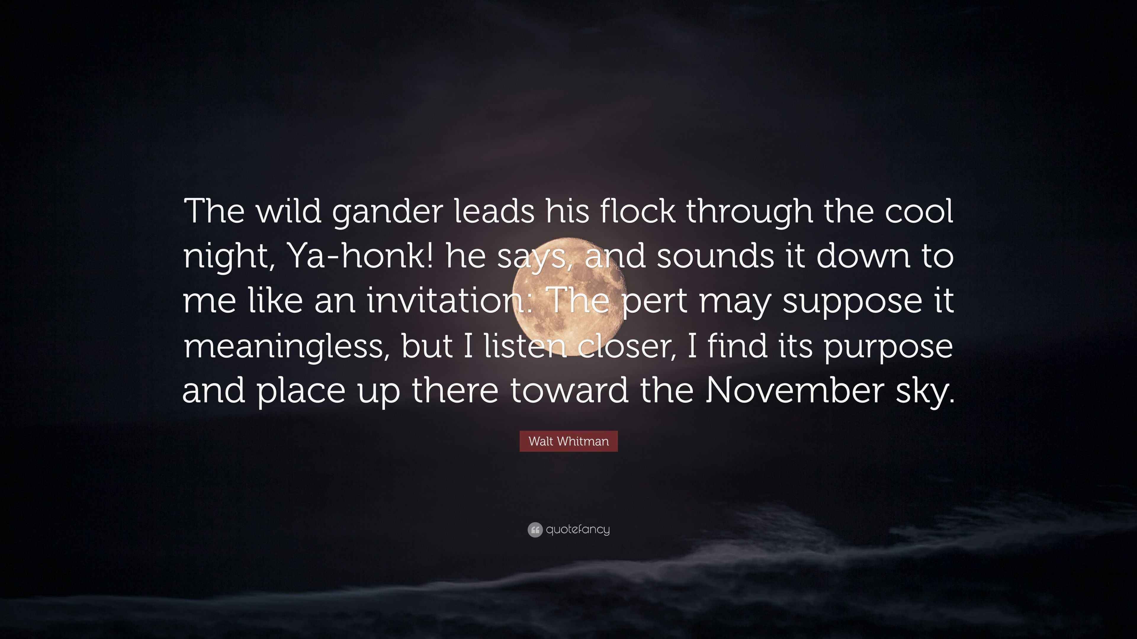 Walt Whitman Quote: “The wild gander leads his flock through the cool ...
