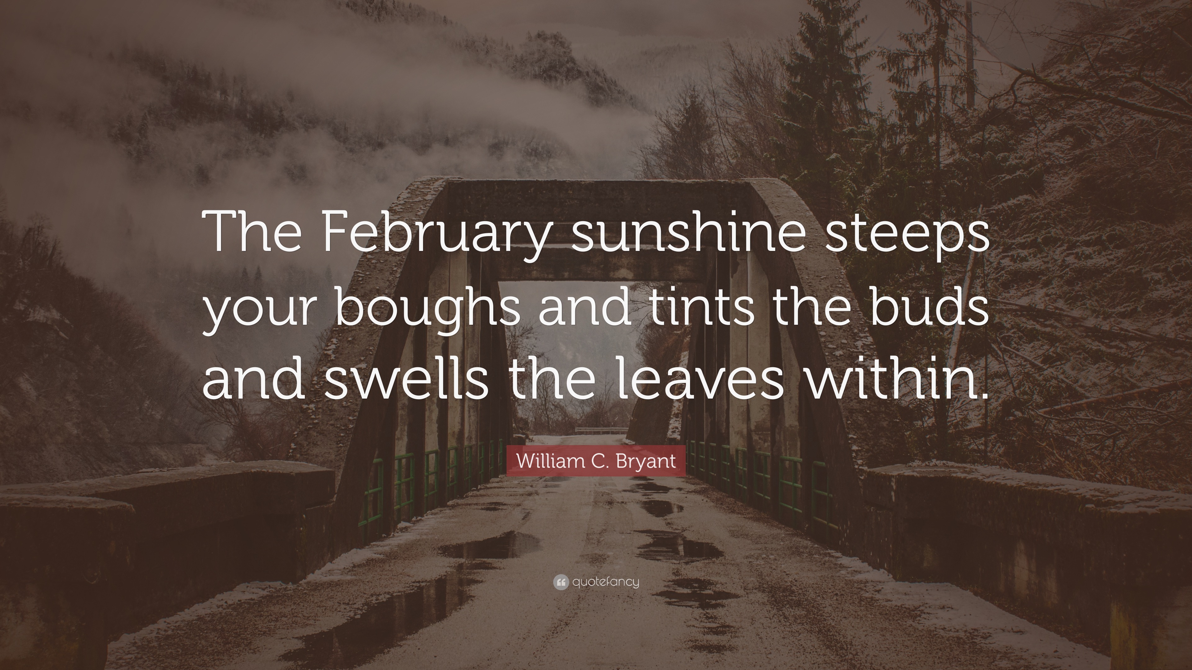William C. Bryant Quote: “The February sunshine steeps your boughs and ...