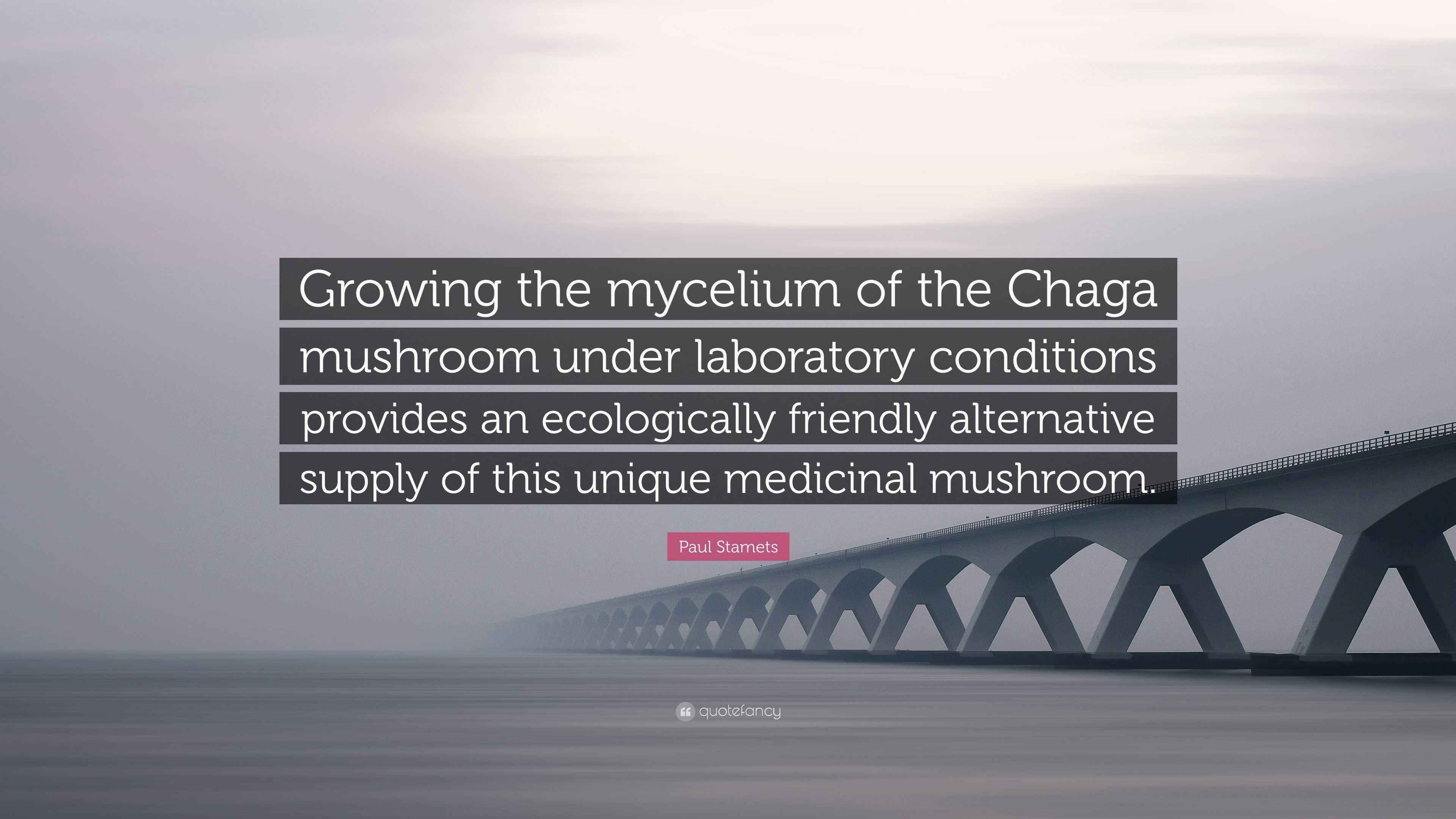 Paul Stamets Quote: “Growing the mycelium of the Chaga mushroom under ...
