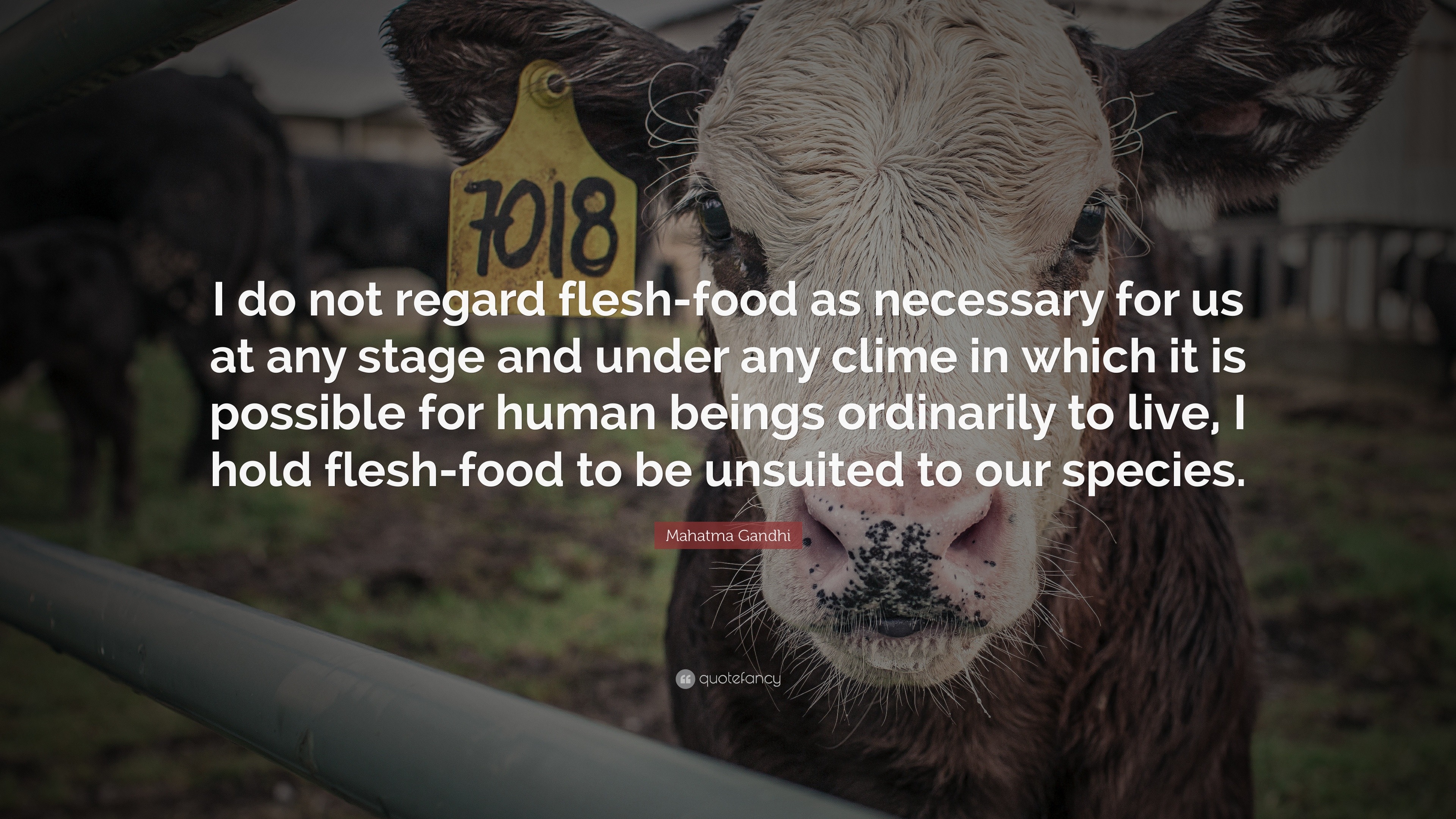 Mahatma Gandhi Quote: “I do not regard flesh-food as necessary for us ...