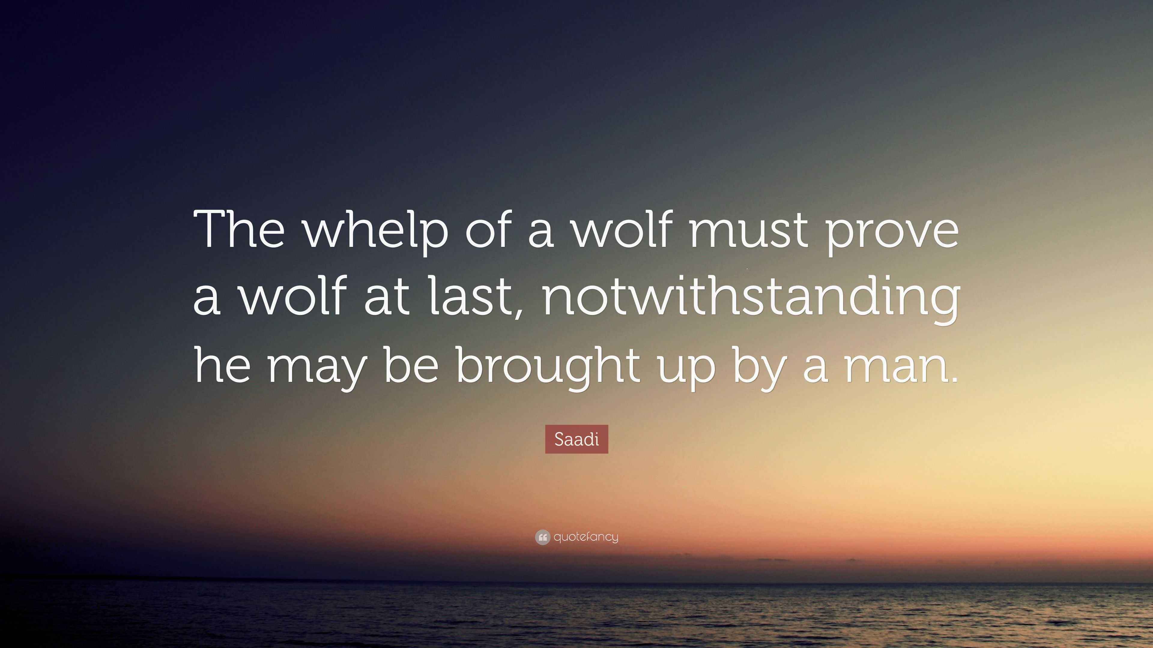 Saadi Quote: “The whelp of a wolf must prove a wolf at last ...