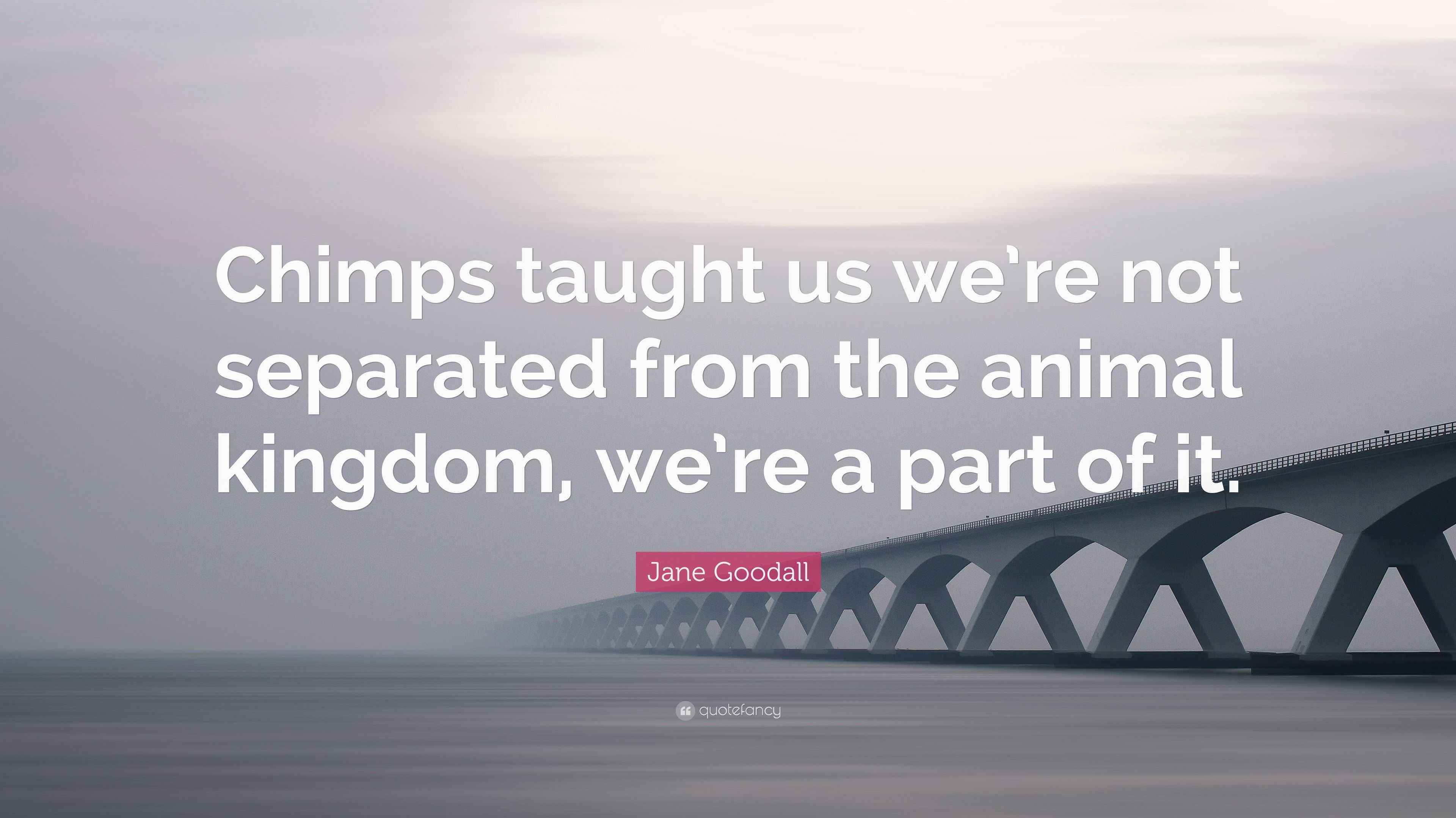 Jane Goodall Quote: “Chimps taught us we’re not separated from the ...