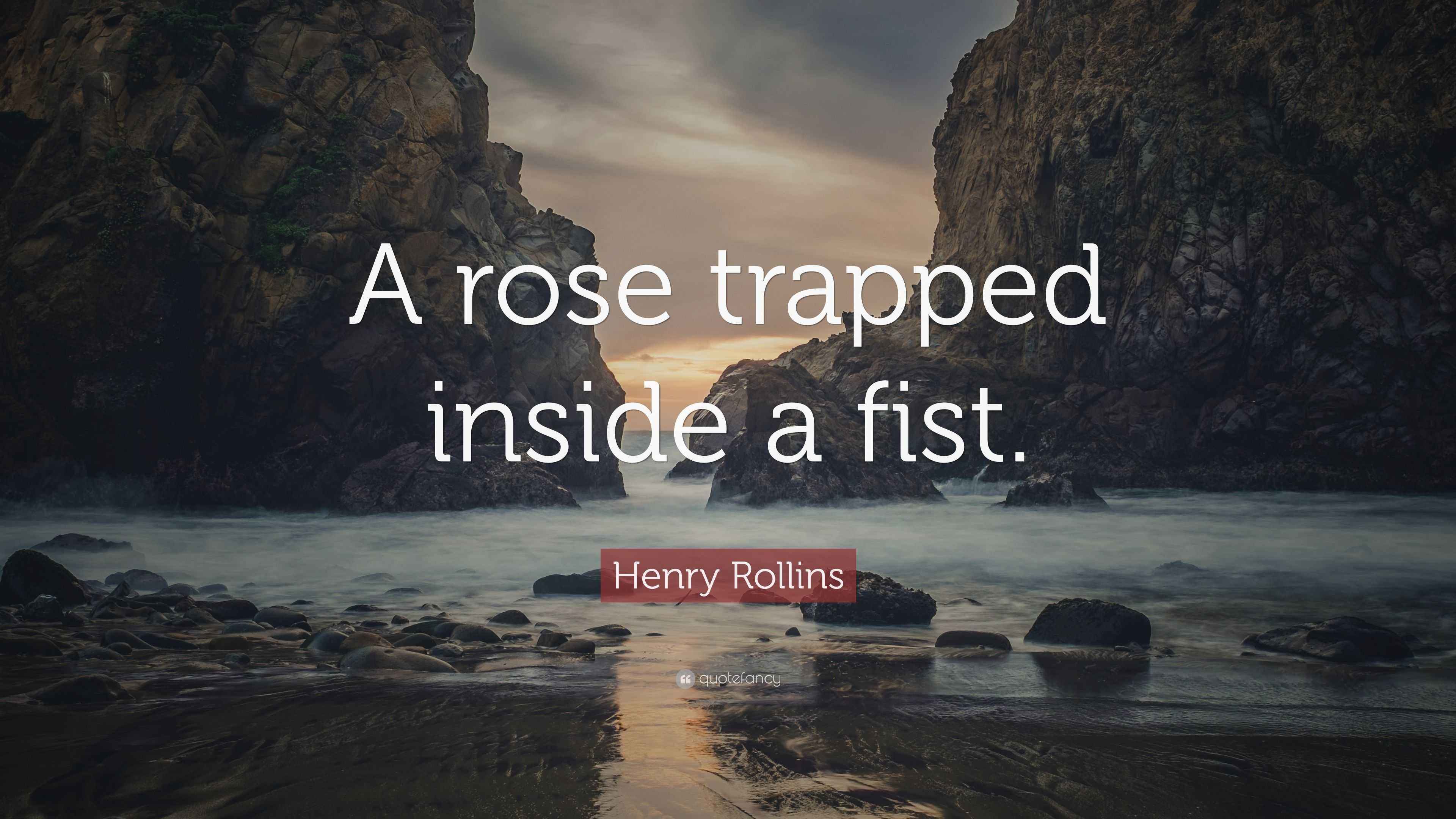 Henry Rollins Quote: “A rose trapped inside a fist.”