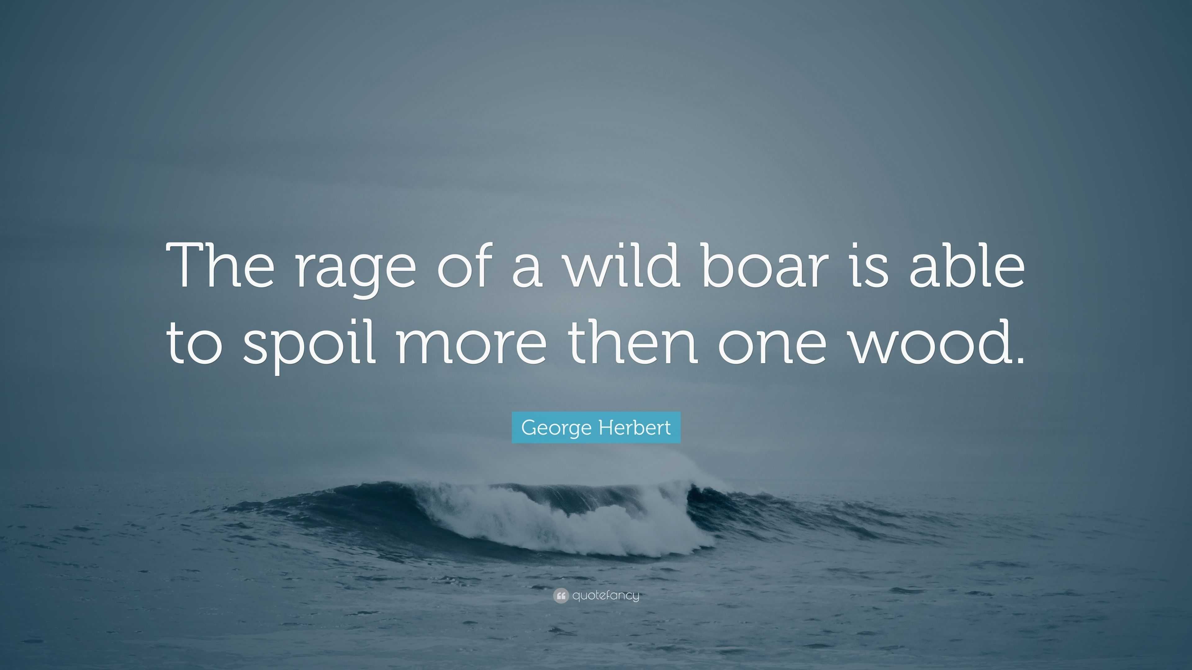 George Herbert Quote: “The rage of a wild boar is able to spoil more ...