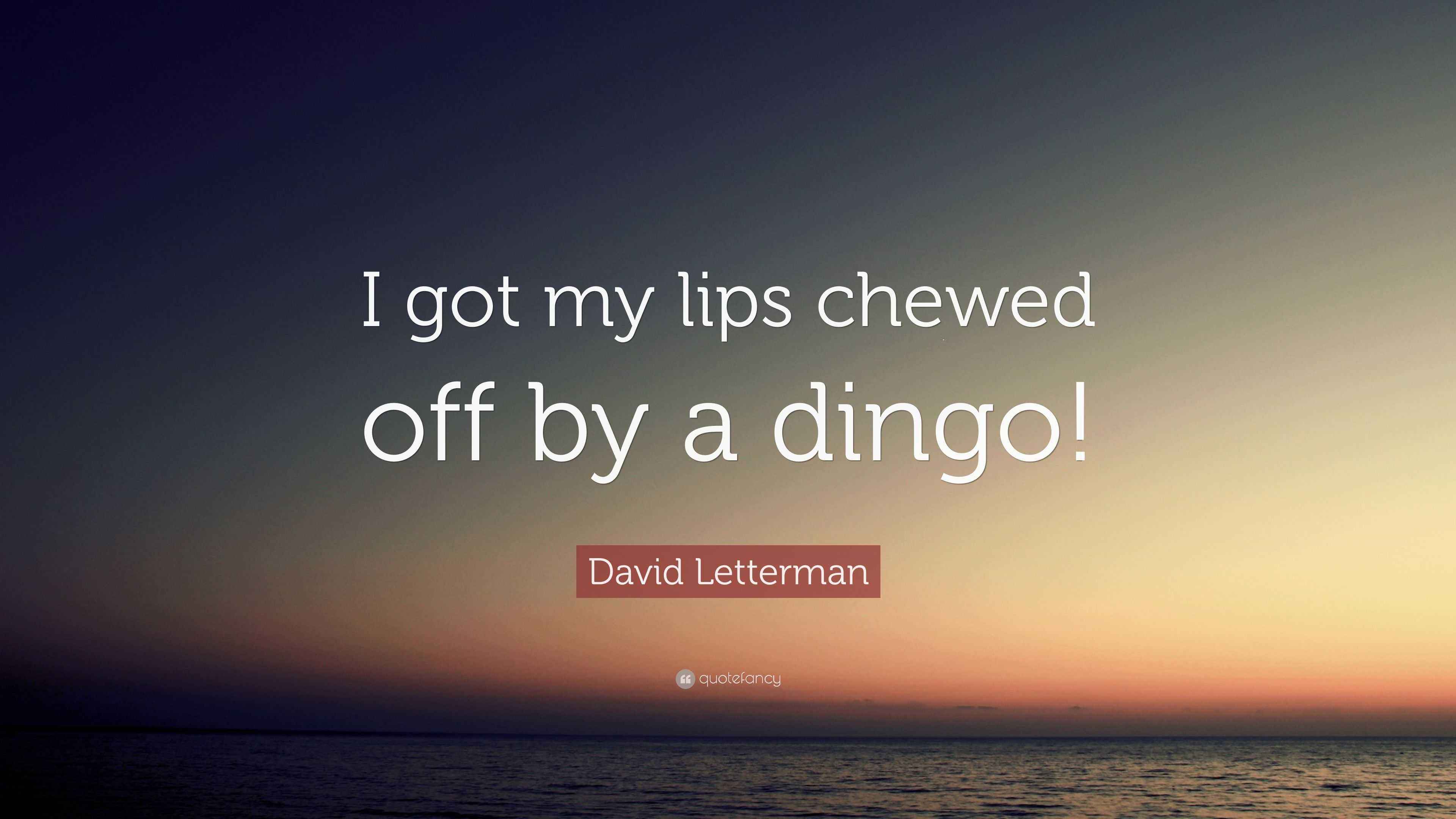 David Letterman Quote: “I got my lips chewed off by a dingo!”