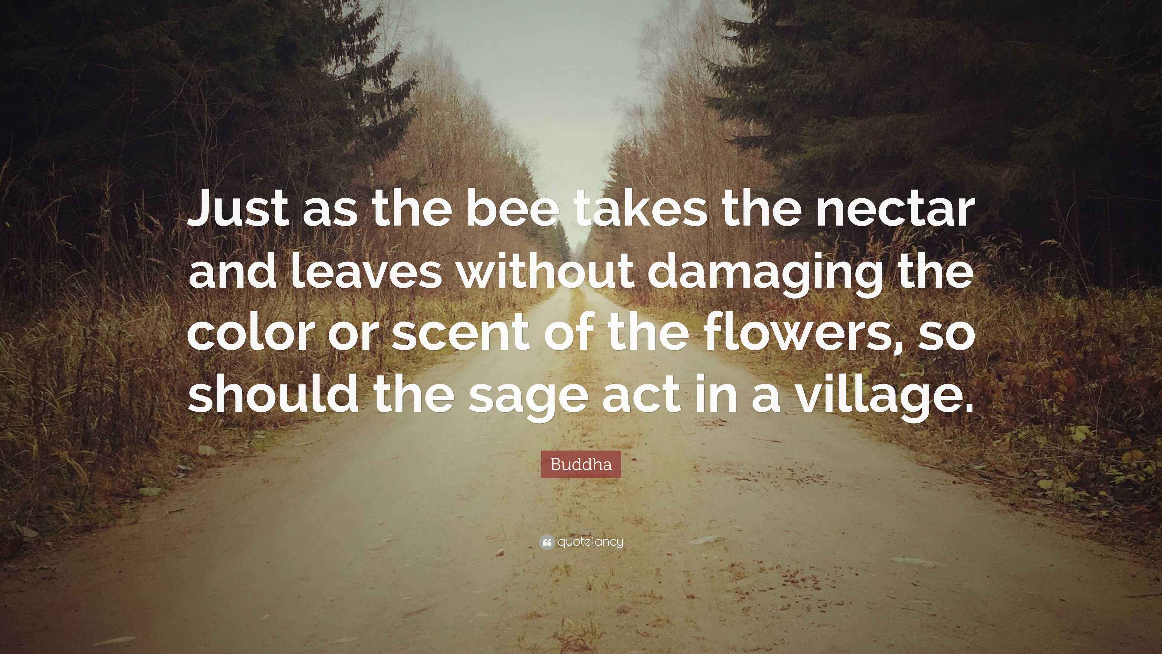 Buddha Quote: “Just as the bee takes the nectar and leaves without ...