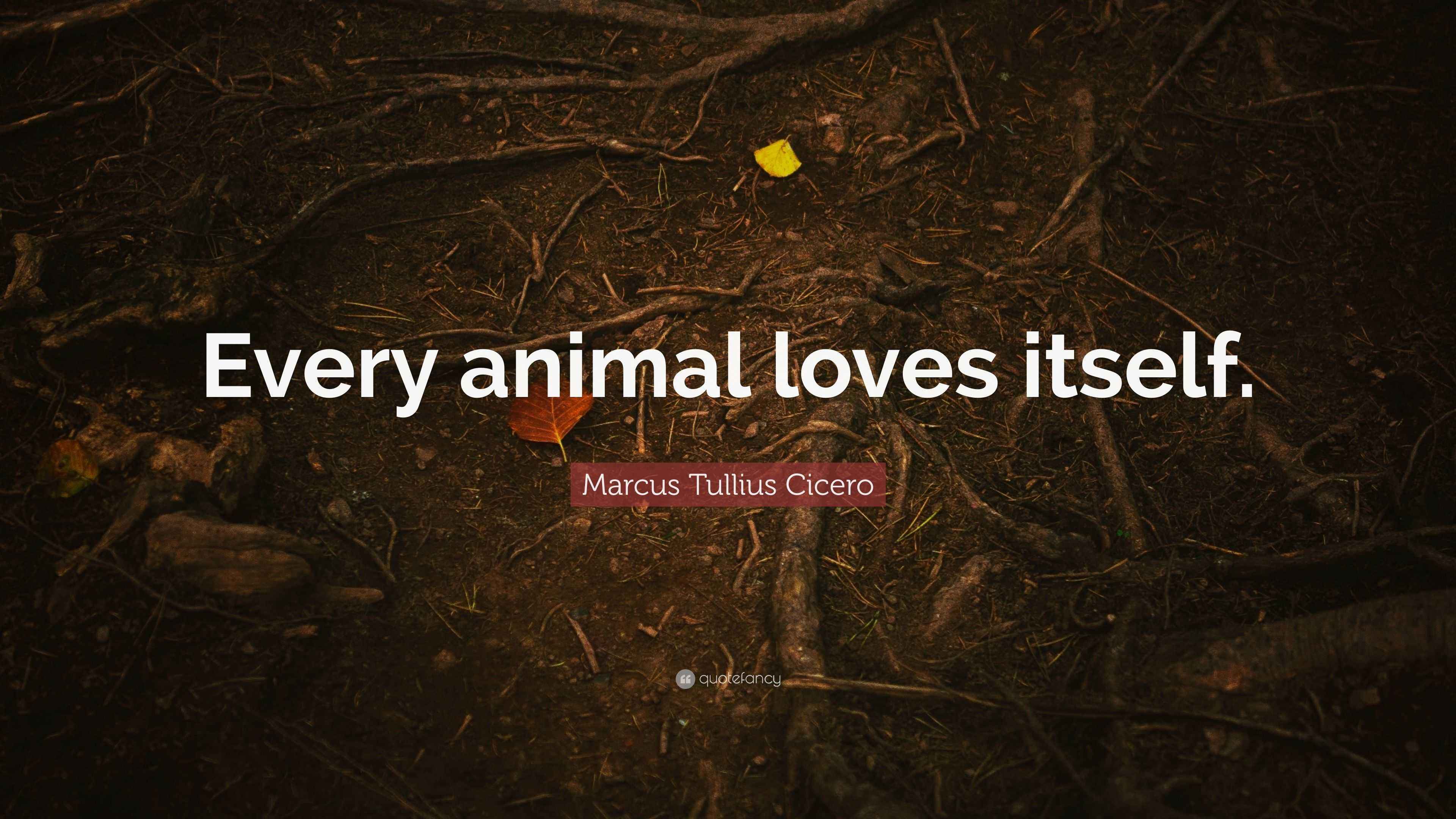 Marcus Tullius Cicero Quote: “Every animal loves itself.”