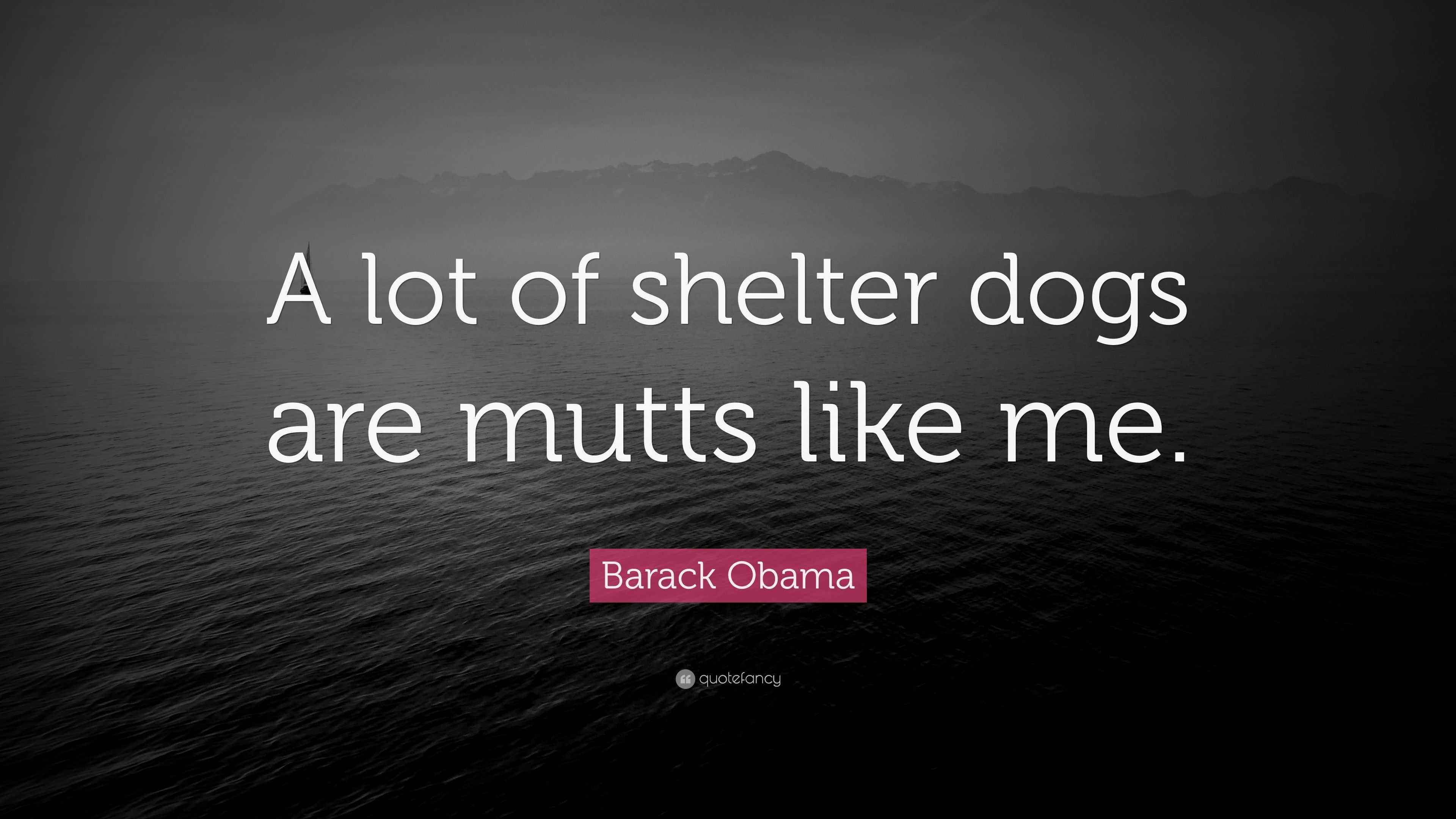 Barack Obama Quote: “A lot of shelter dogs are mutts like me.”