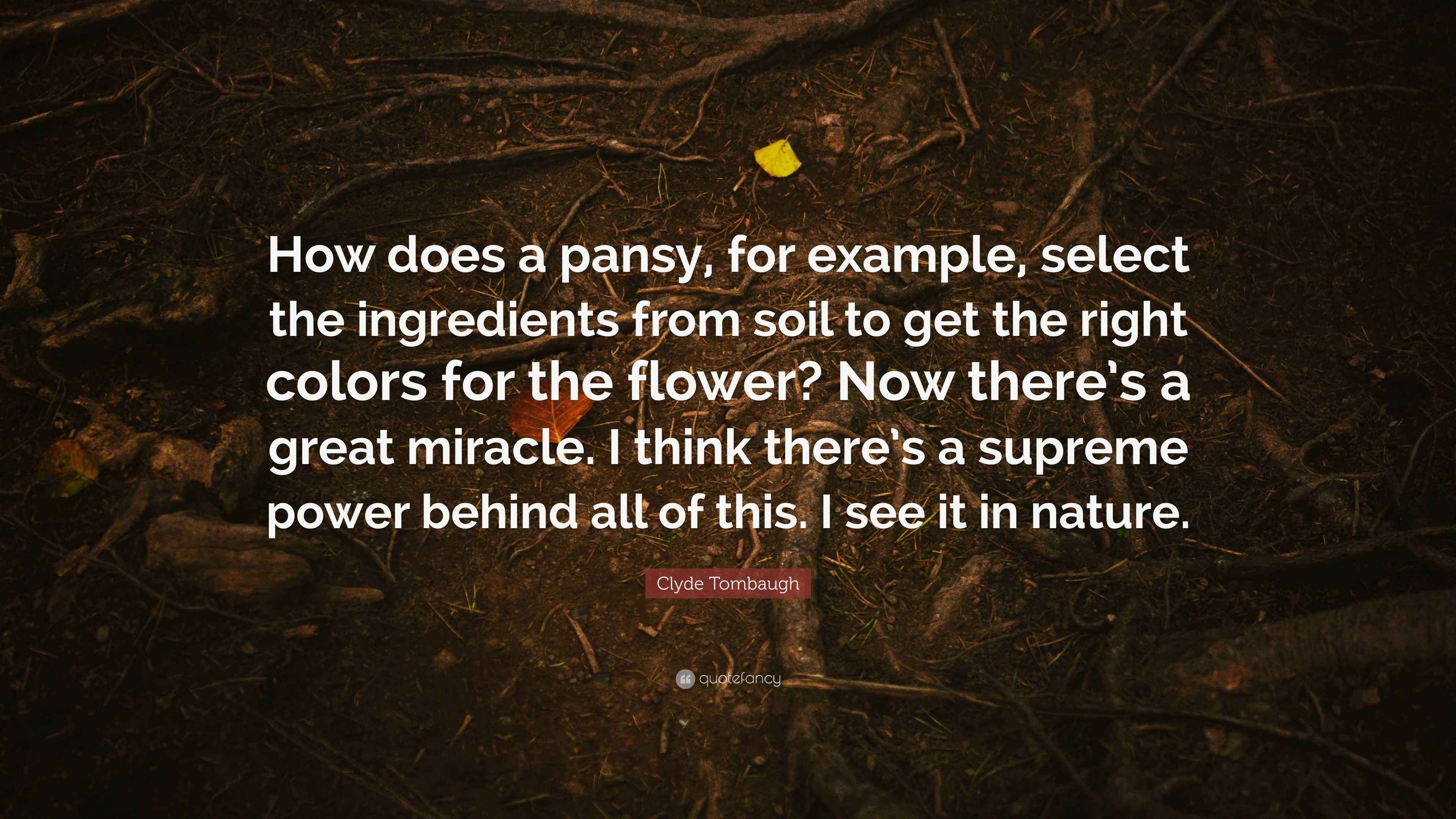 Clyde Tombaugh Quote: “How does a pansy, for example, select the ...