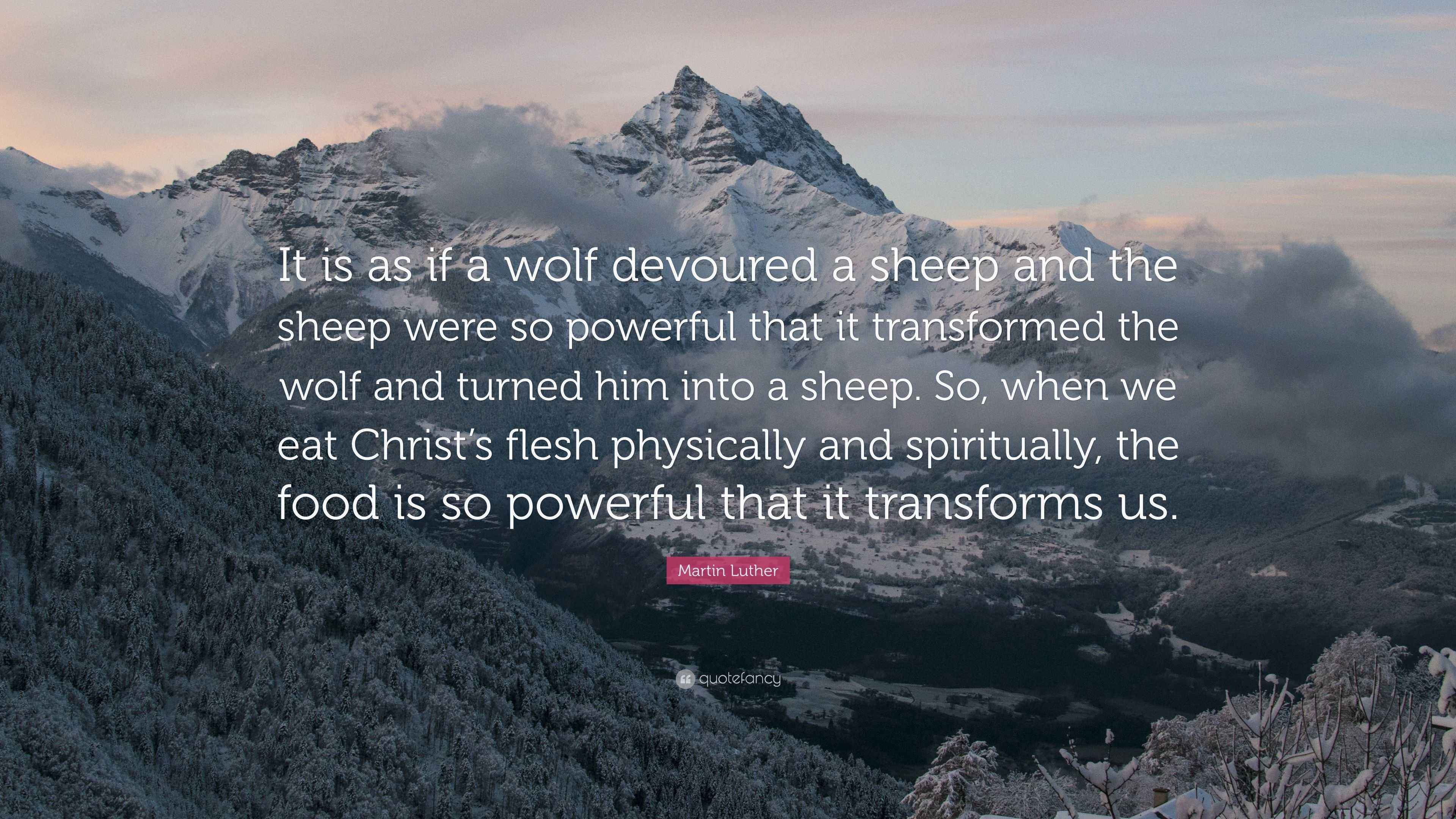 Martin Luther Quote: “It is as if a wolf devoured a sheep and the sheep ...