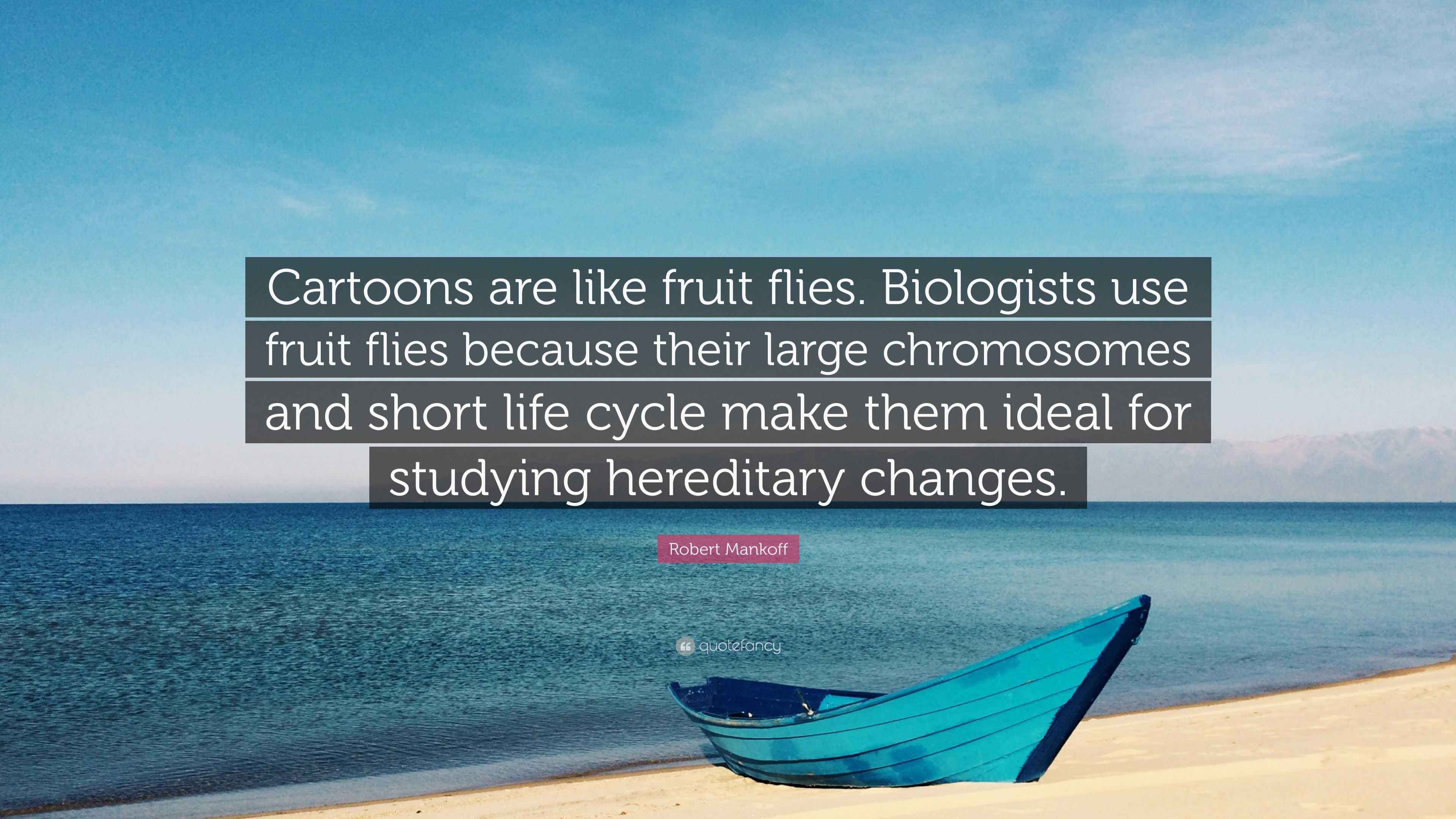 Robert Mankoff Quote: “Cartoons are like fruit flies. Biologists use ...