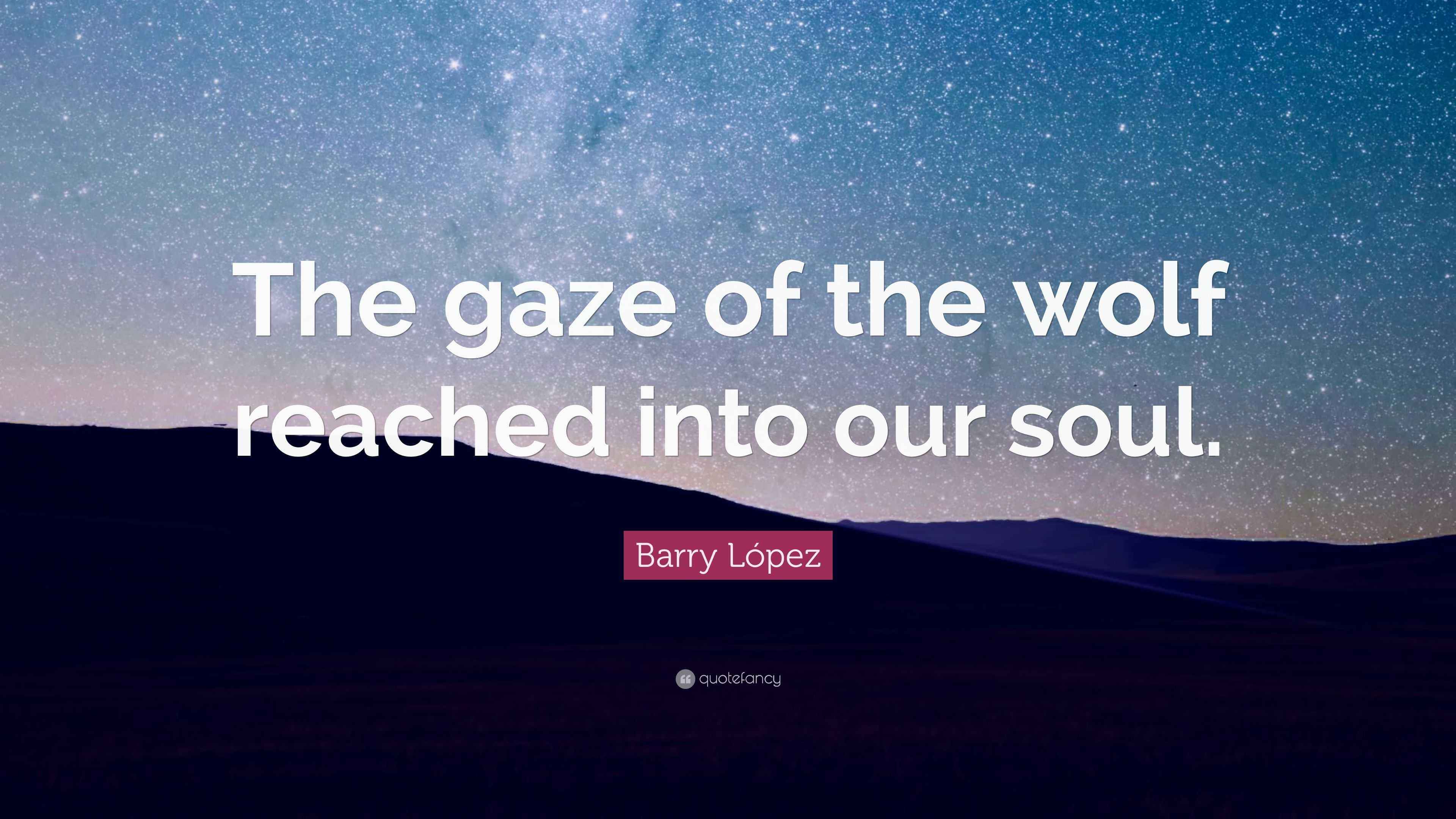 Barry López Quote: “The gaze of the wolf reached into our soul.”