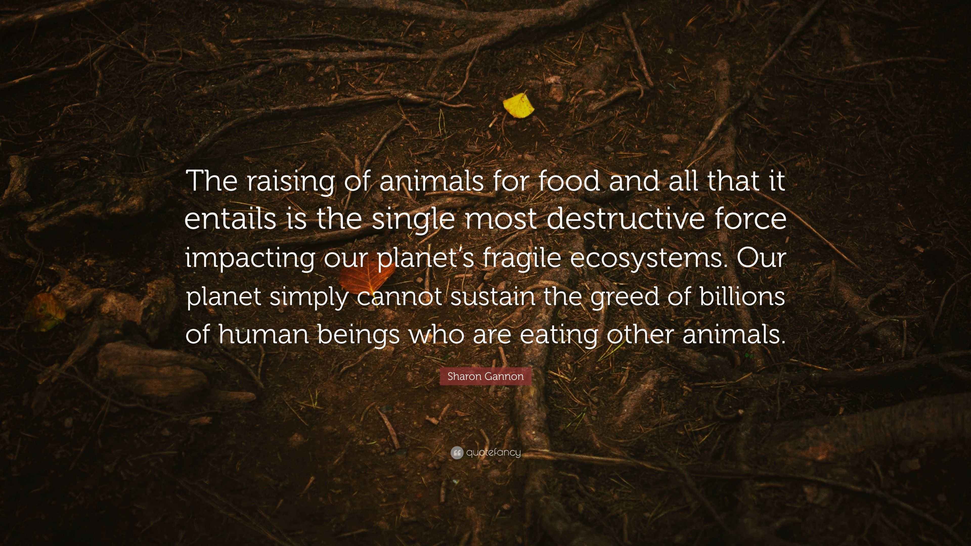 Sharon Gannon Quote: “The raising of animals for food and all that it ...