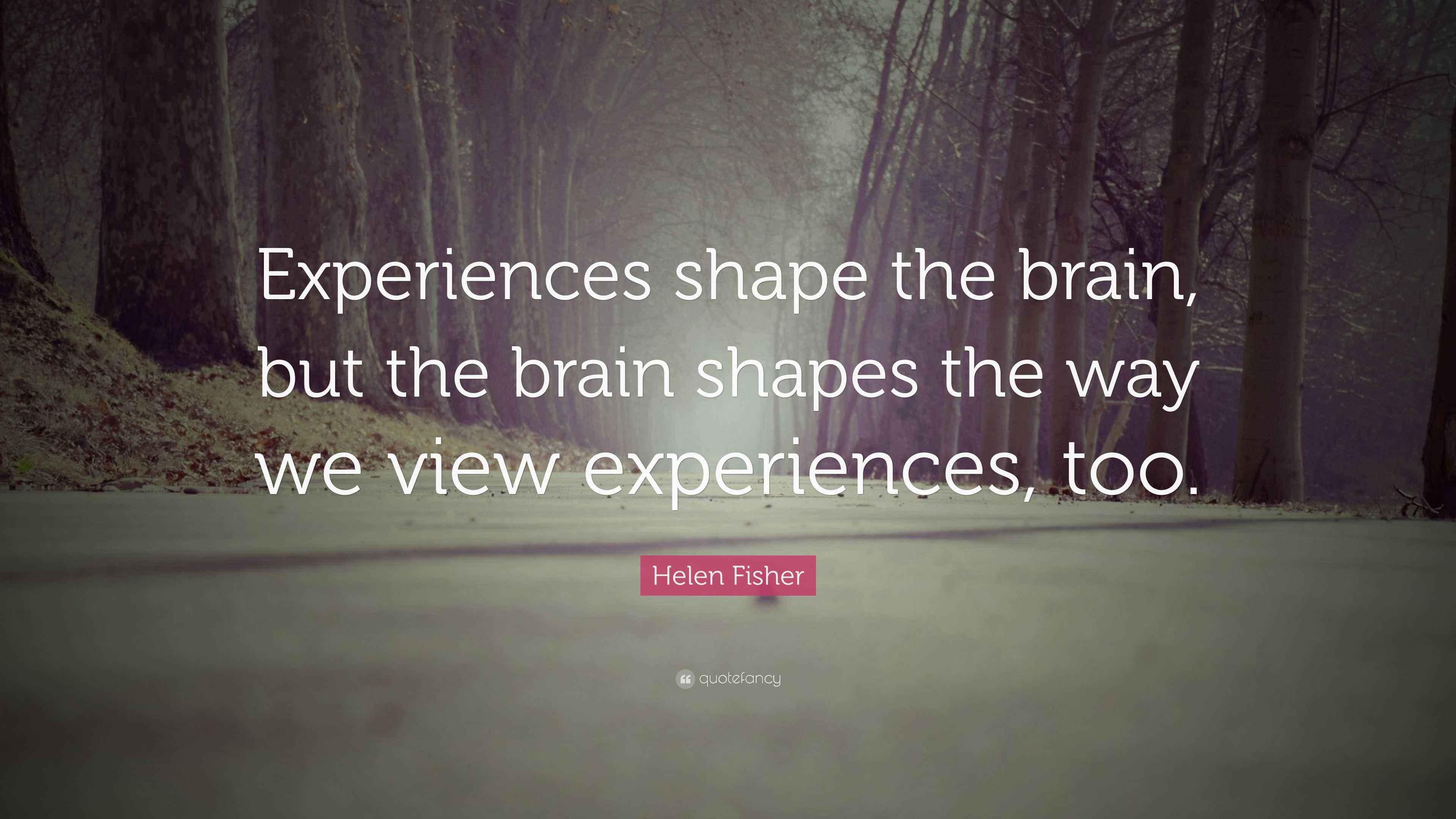Helen Fisher Quote: “Experiences shape the brain, but the brain shapes ...