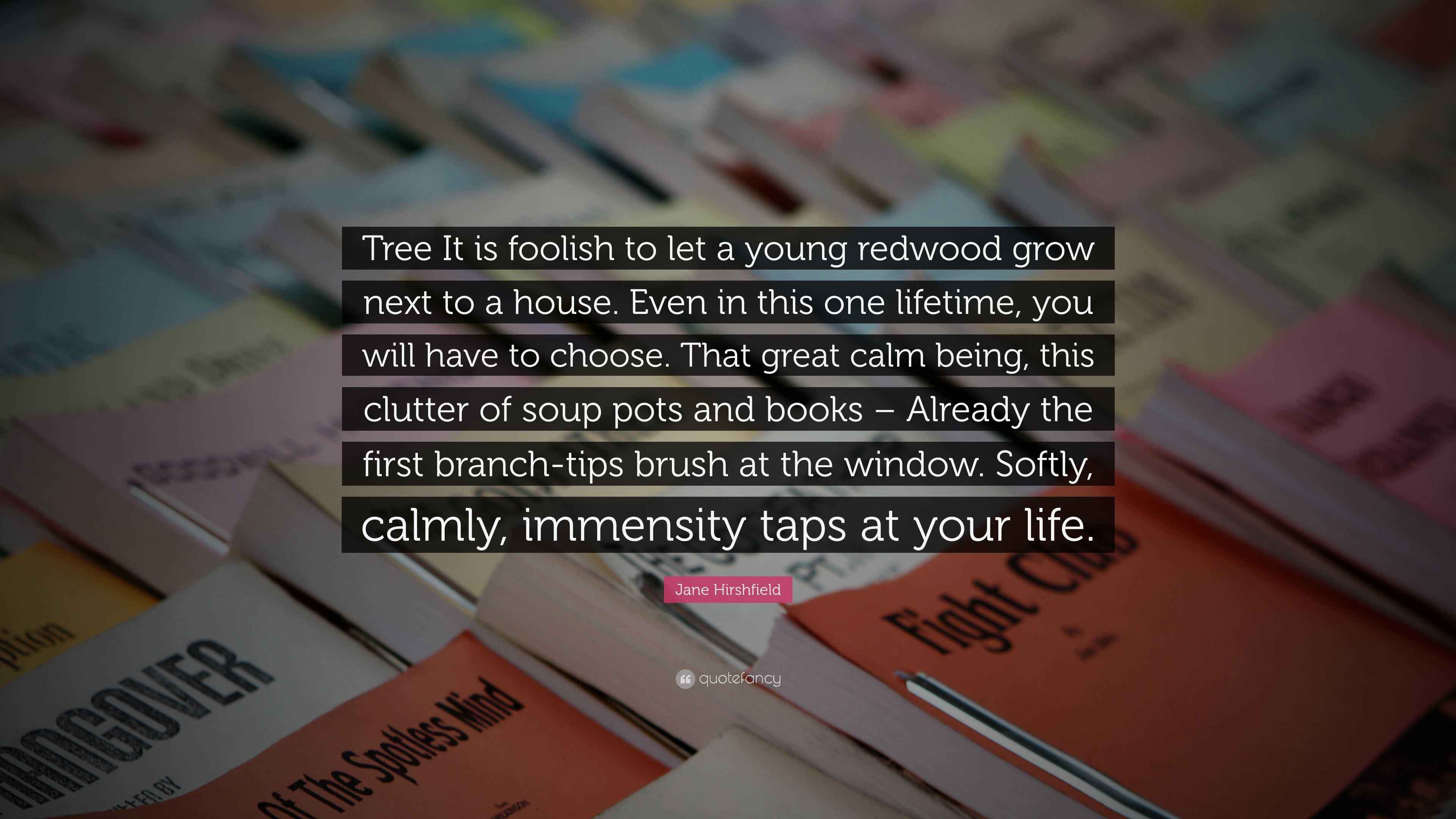 Jane Hirshfield Quote: “Tree It is foolish to let a young redwood grow ...