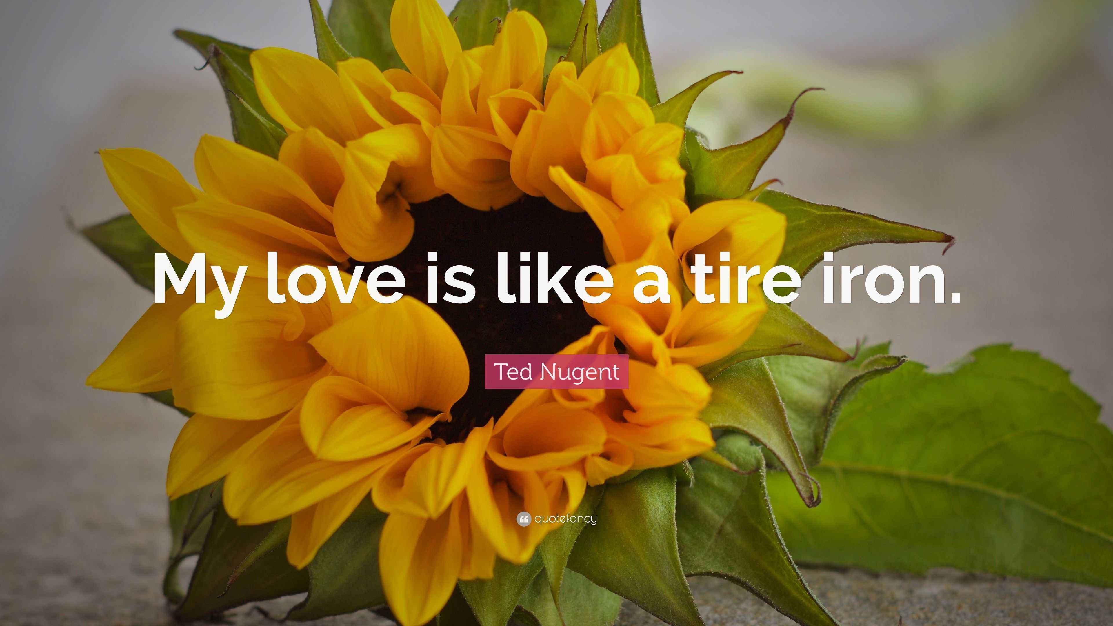 Ted Nugent Quote: “My love is like a tire iron.”
