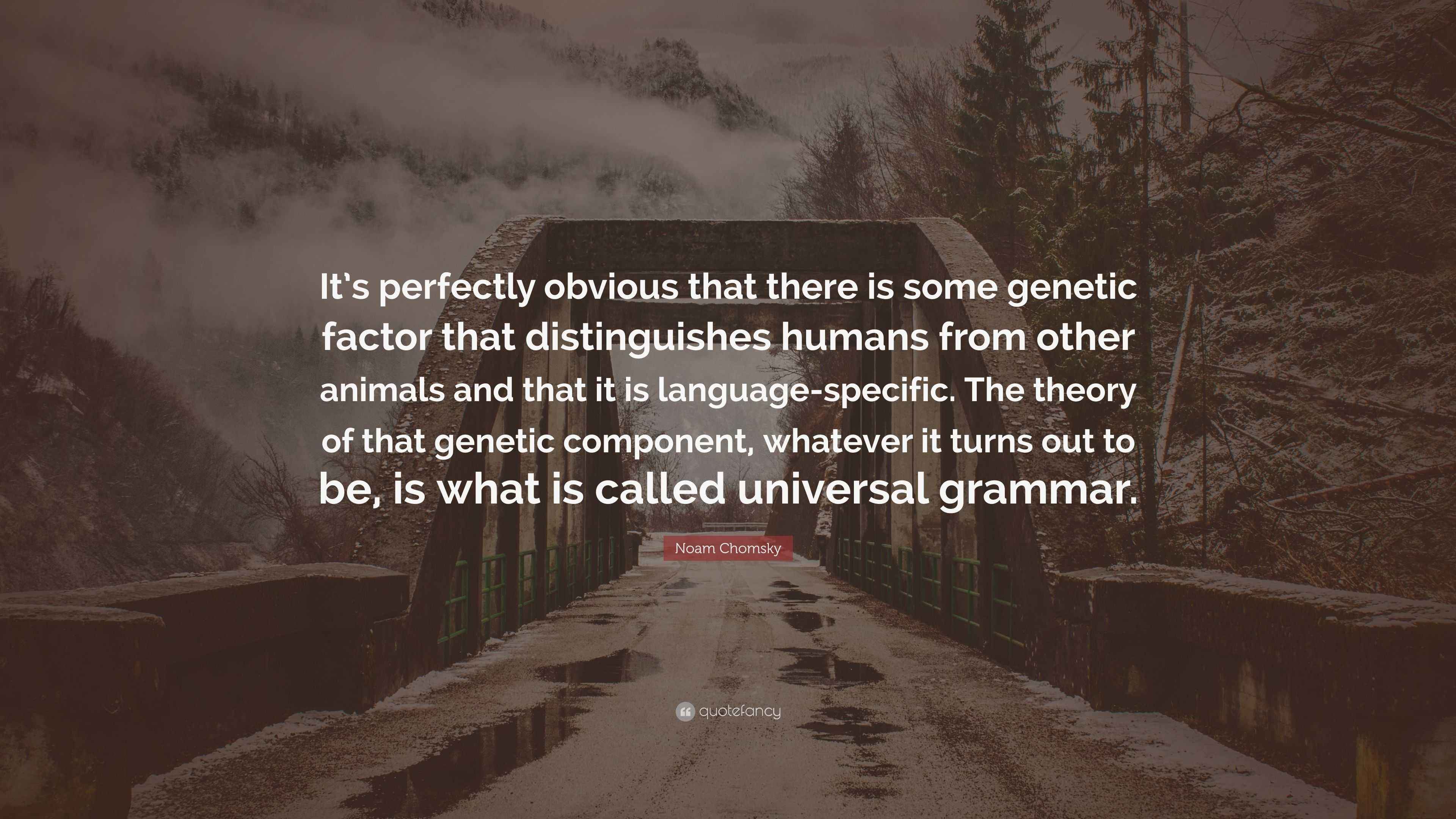 Noam Chomsky Quote: “It’s perfectly obvious that there is some genetic ...