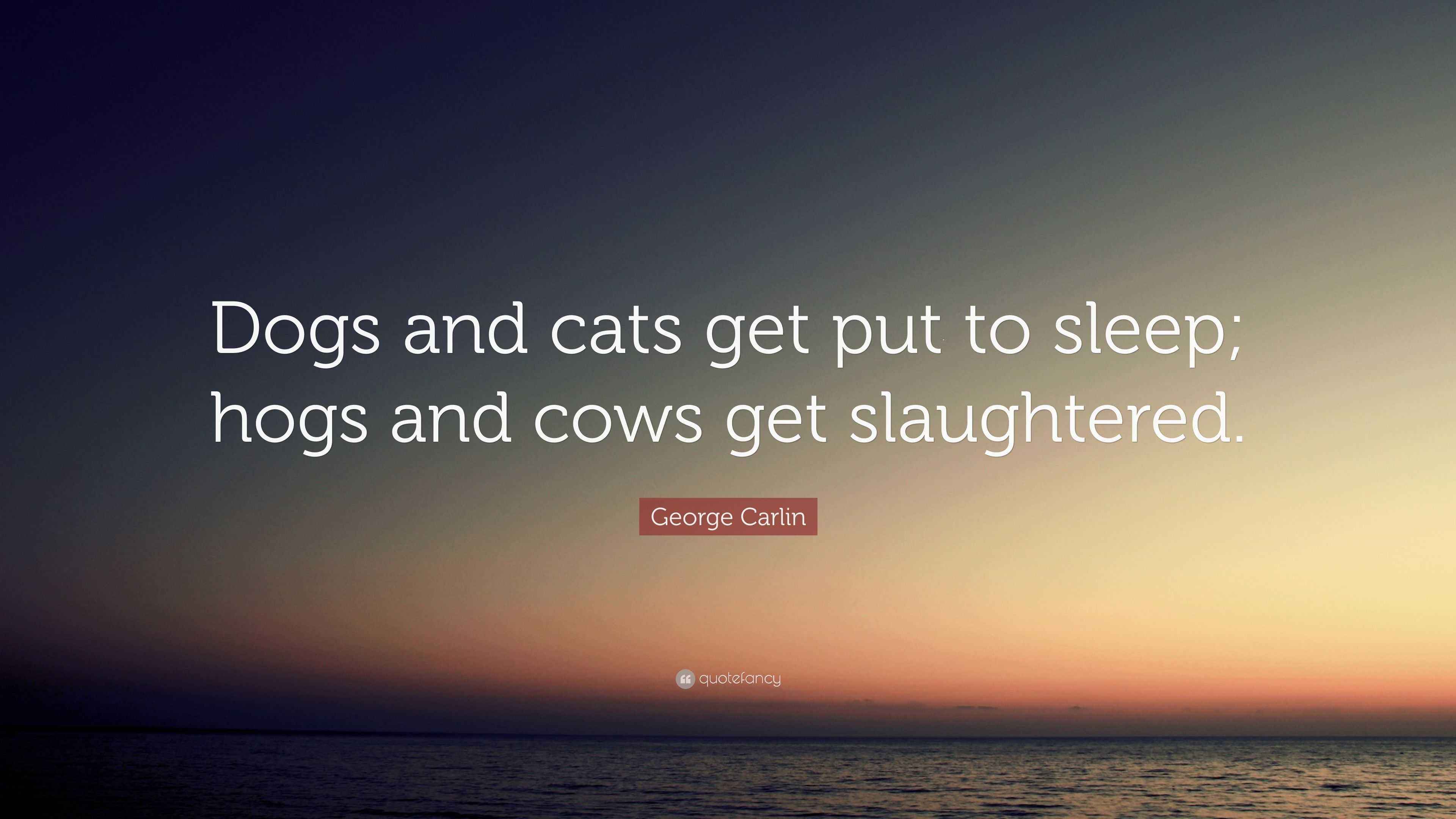 George Carlin Quote: “Dogs and cats get put to sleep; hogs and cows get ...