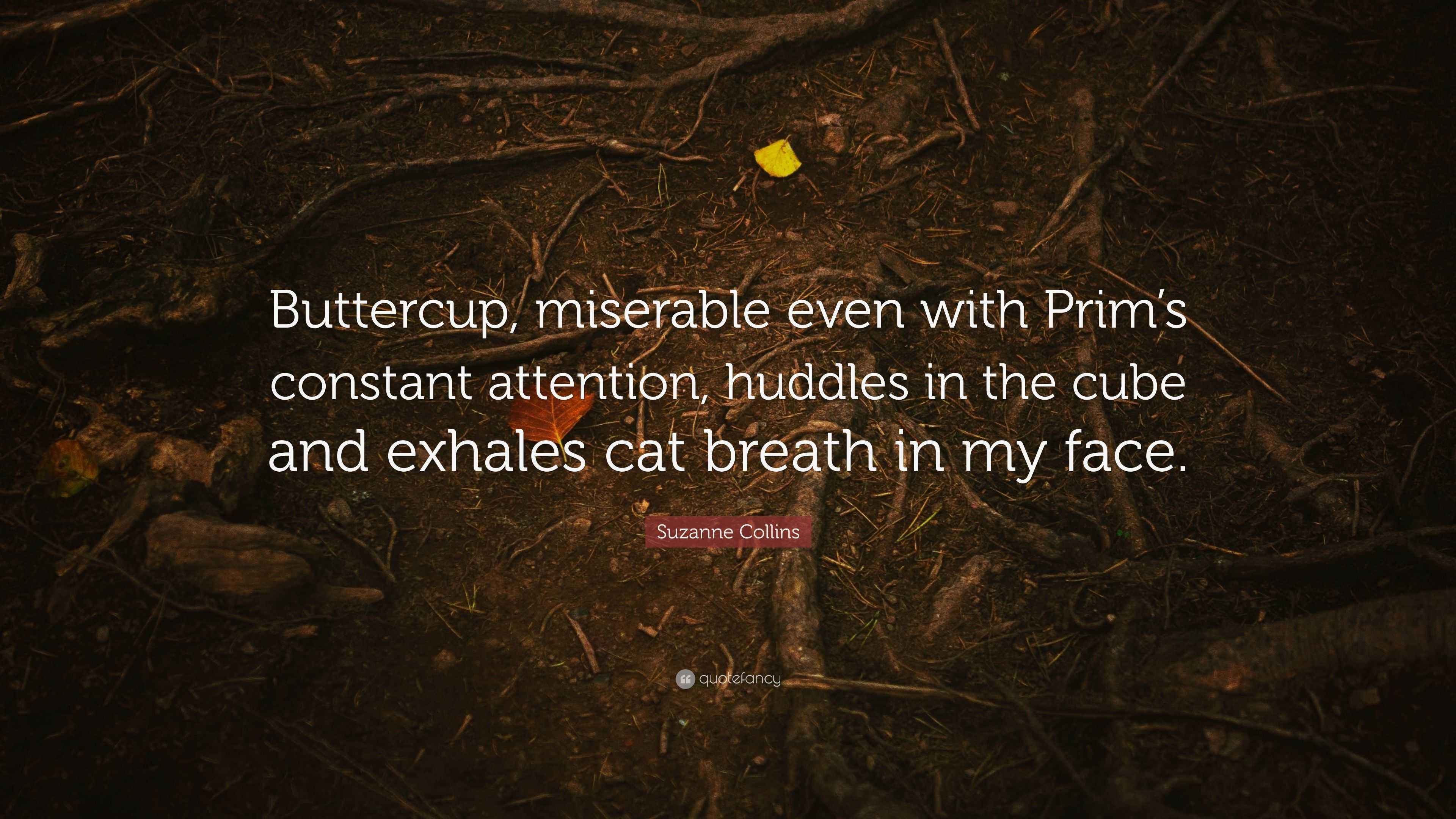 Suzanne Collins Quote: “Buttercup, miserable even with Prim’s constant ...