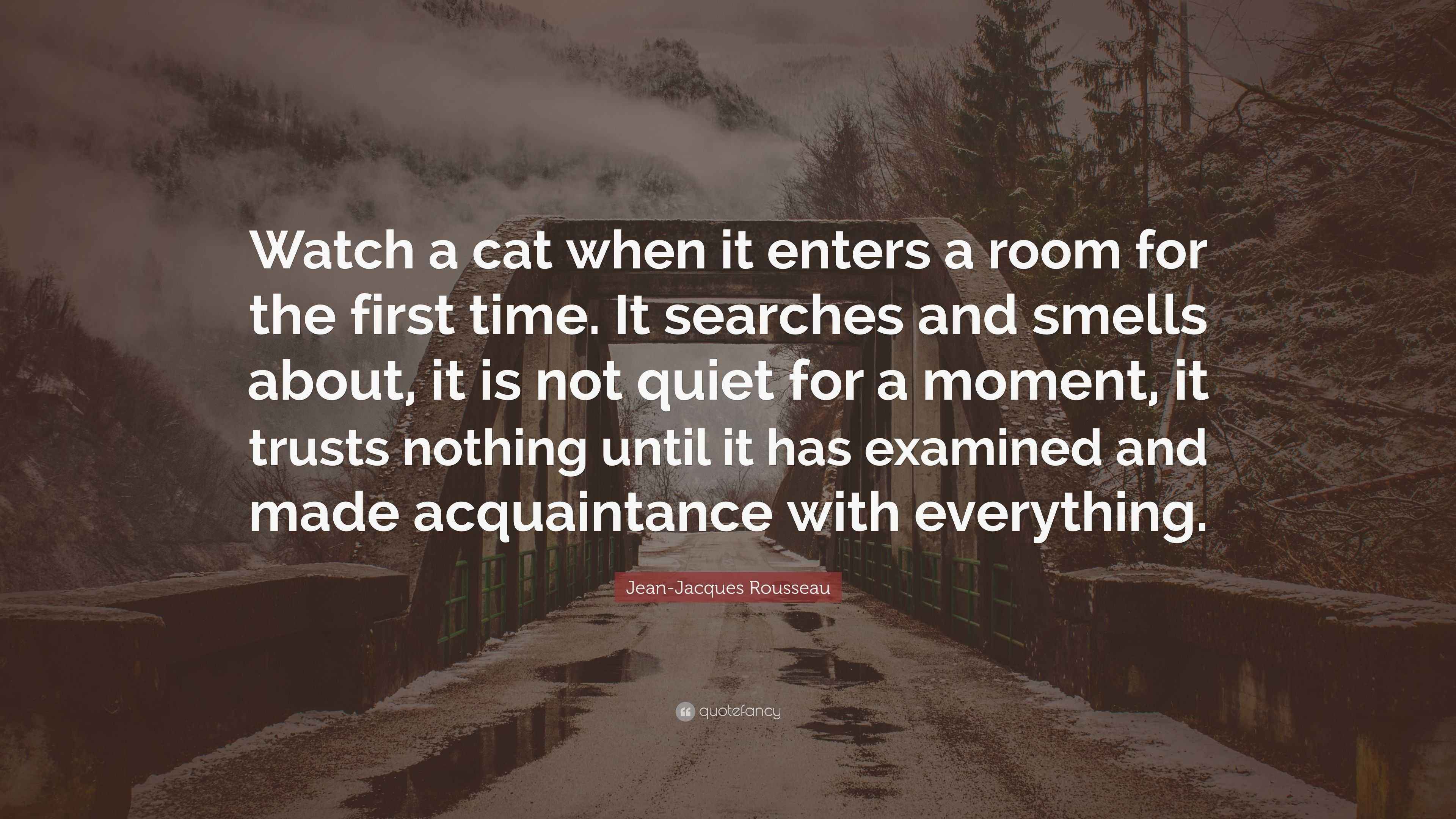 Jean-Jacques Rousseau Quote: “Watch a cat when it enters a room for the ...