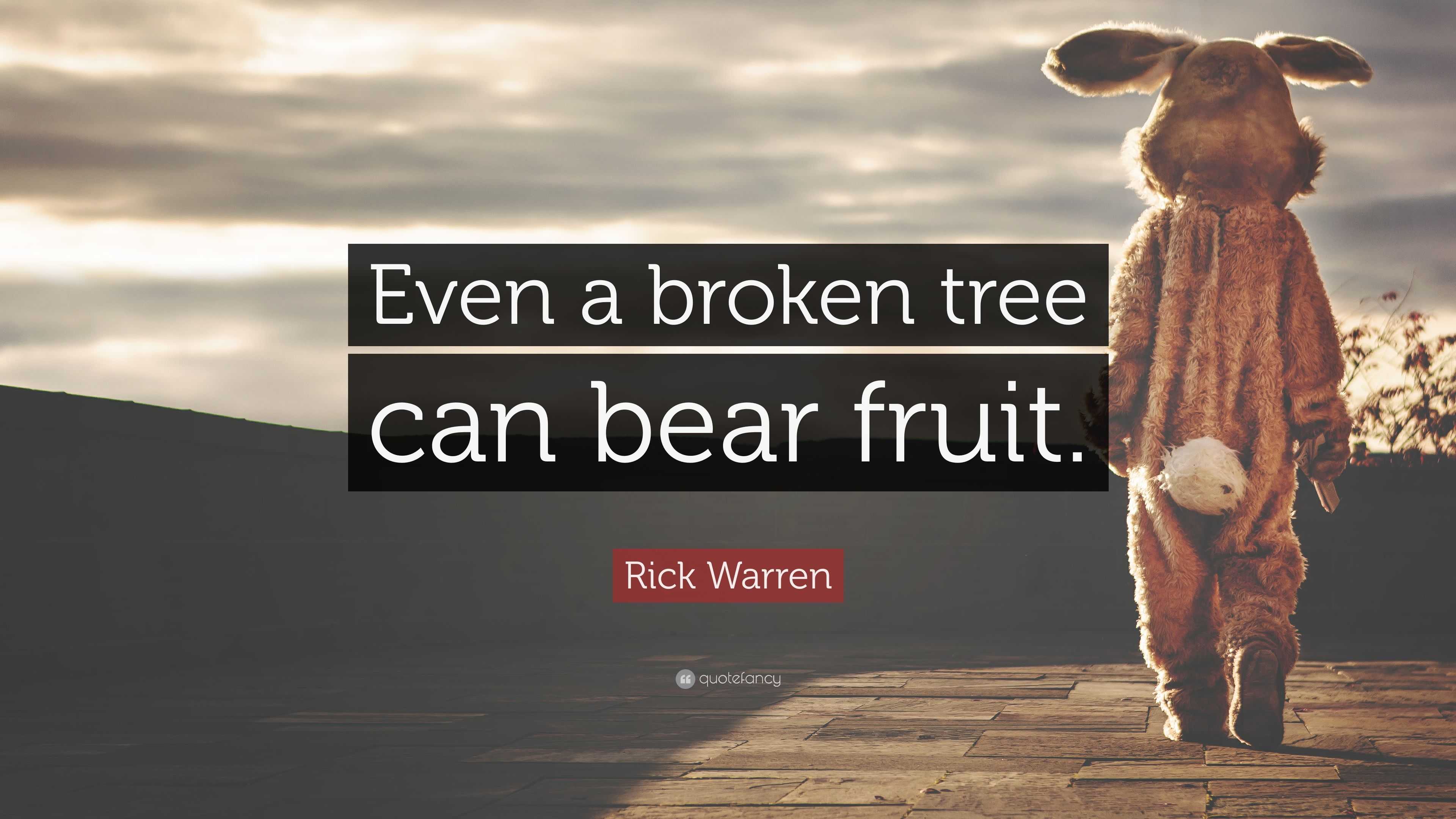 Rick Warren Quote: “Even a broken tree can bear fruit.”