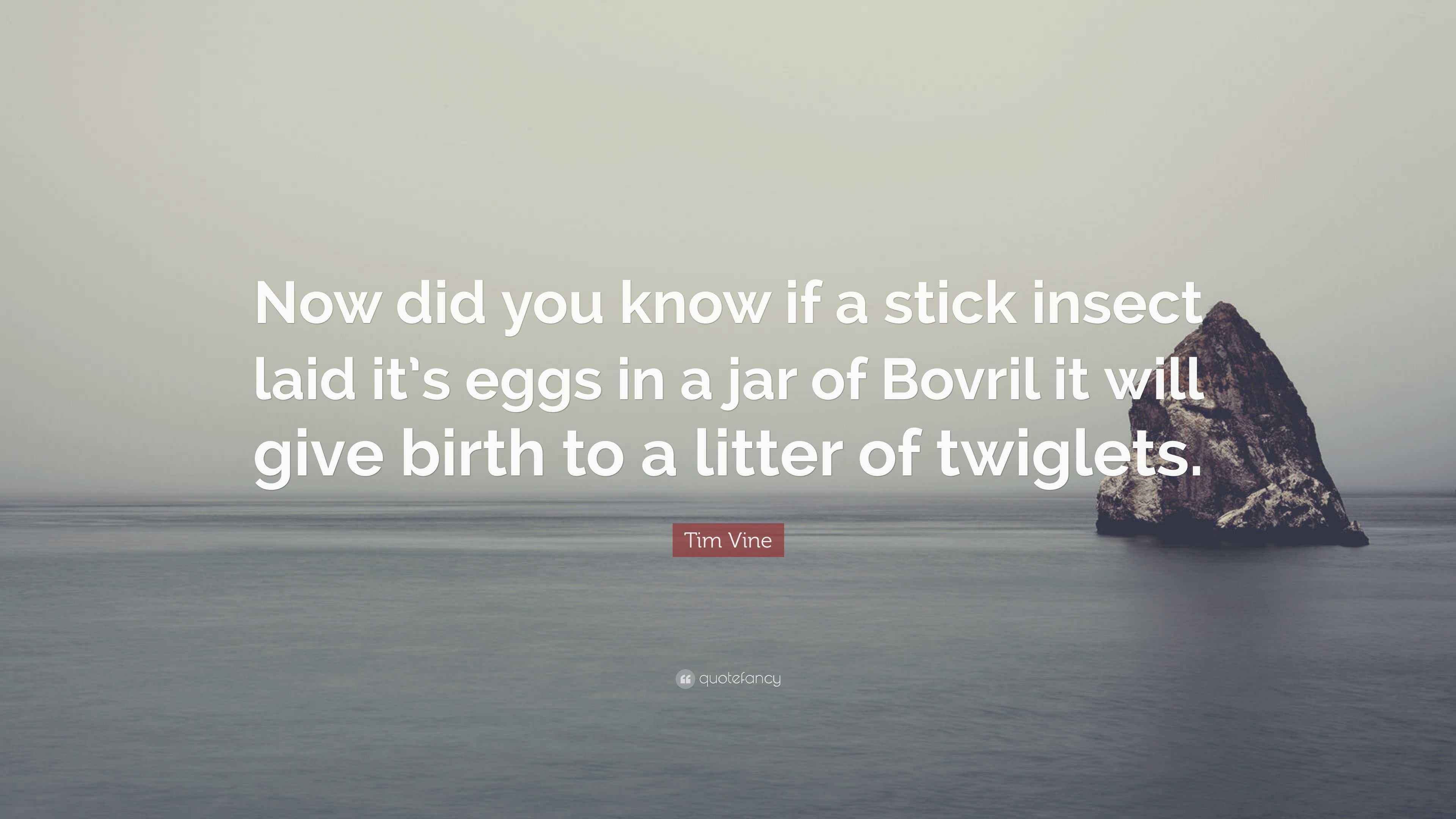 Tim Vine Quote: “Now did you know if a stick insect laid it’s eggs in a ...