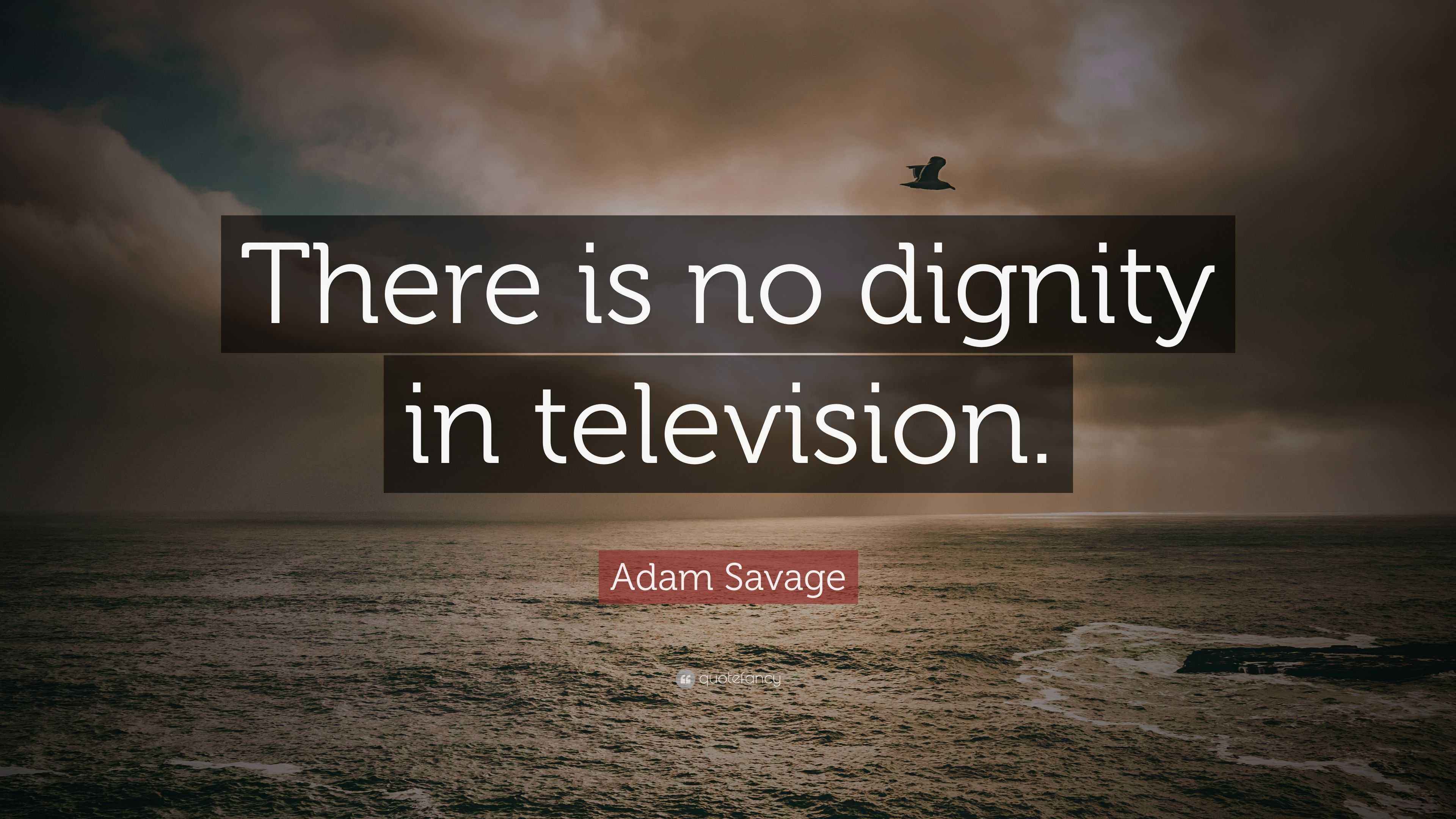 Adam Savage Quote: “There is no dignity in television.”