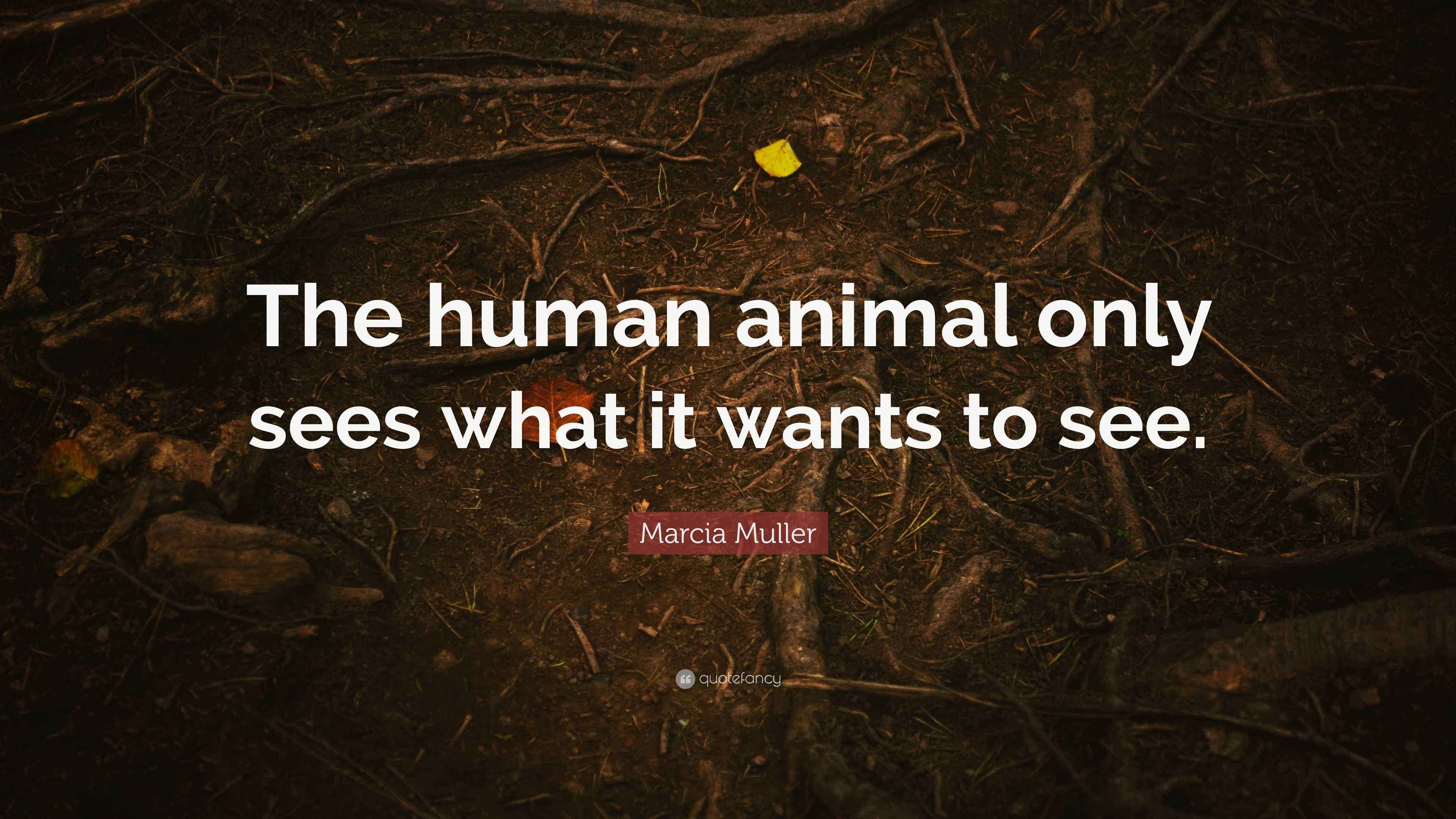 Marcia Muller Quote: “The human animal only sees what it wants to see.”