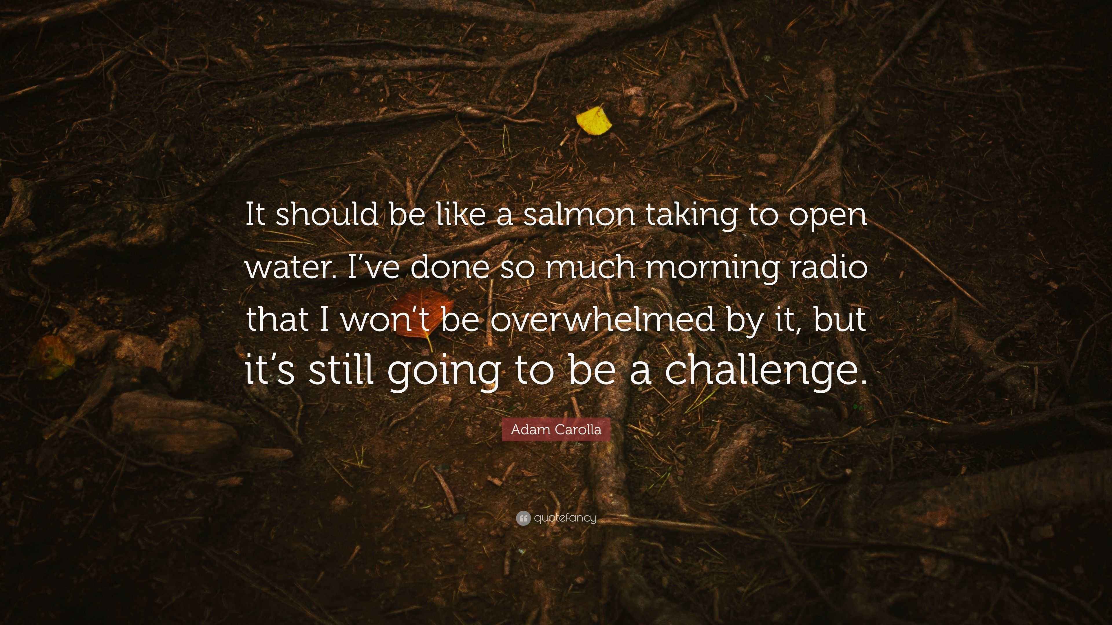 Adam Carolla Quote: “It should be like a salmon taking to open water. I ...