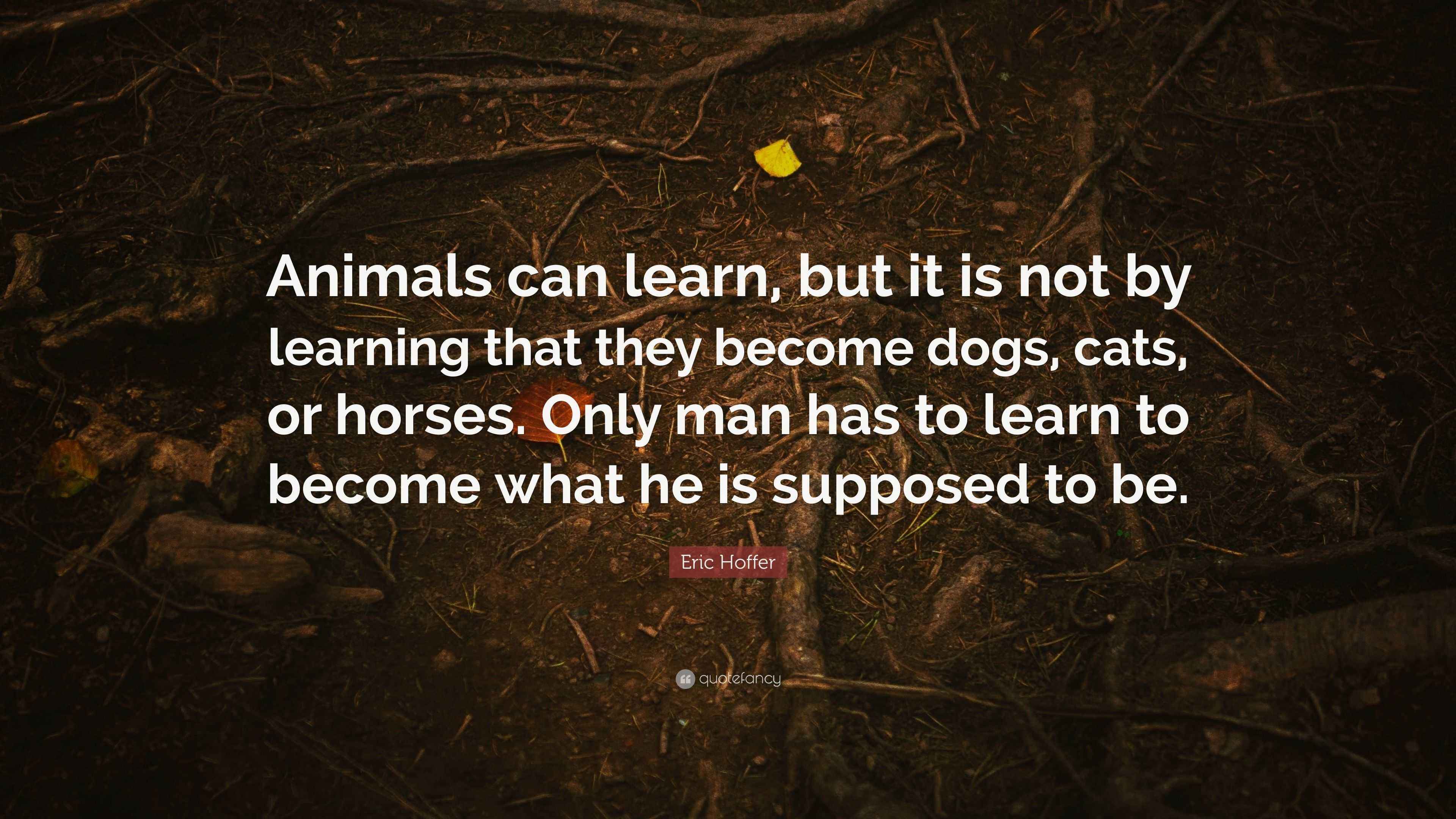 Eric Hoffer Quote: “Animals can learn, but it is not by learning that ...