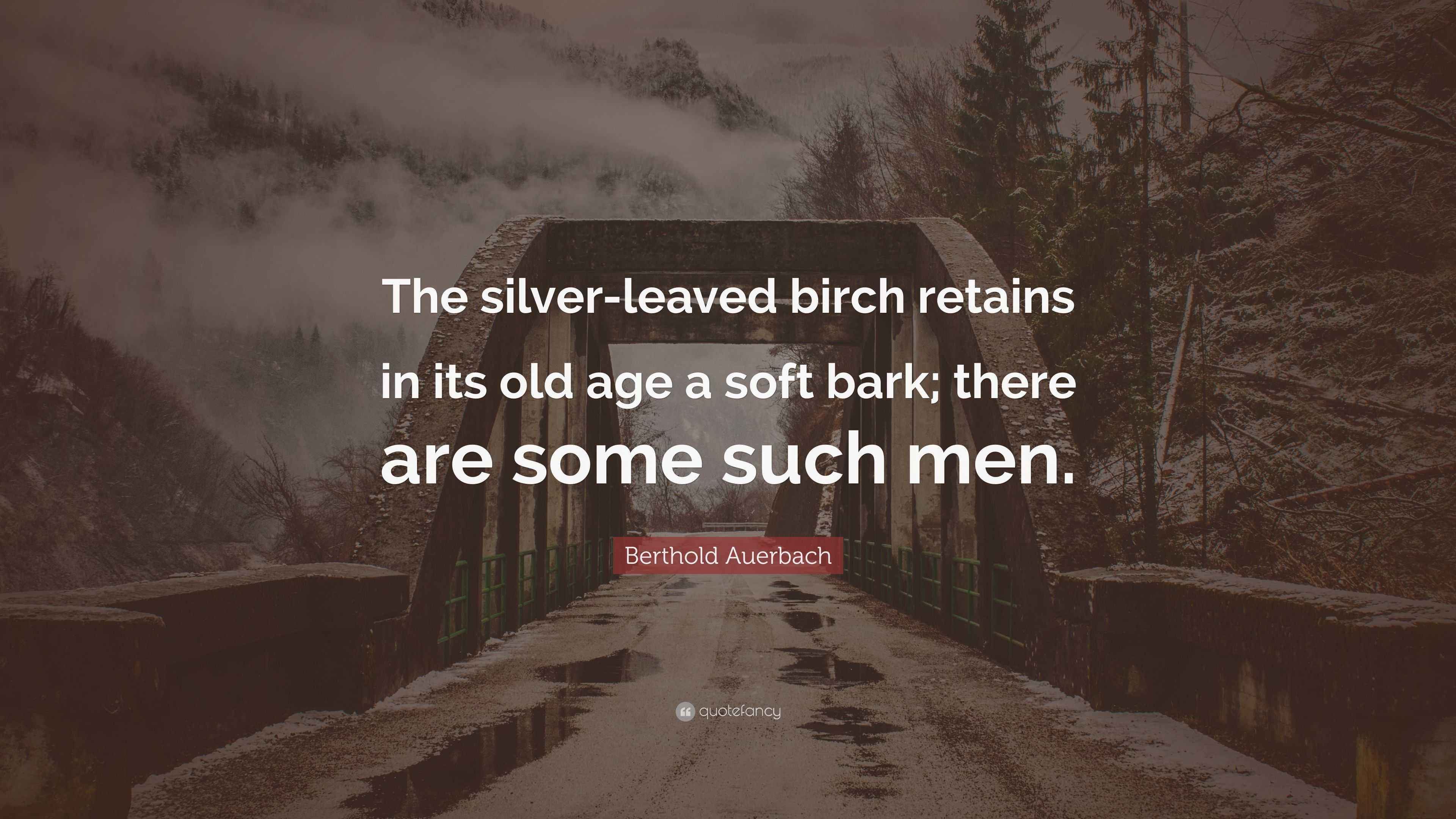 Berthold Auerbach Quote: “The silver-leaved birch retains in its old ...