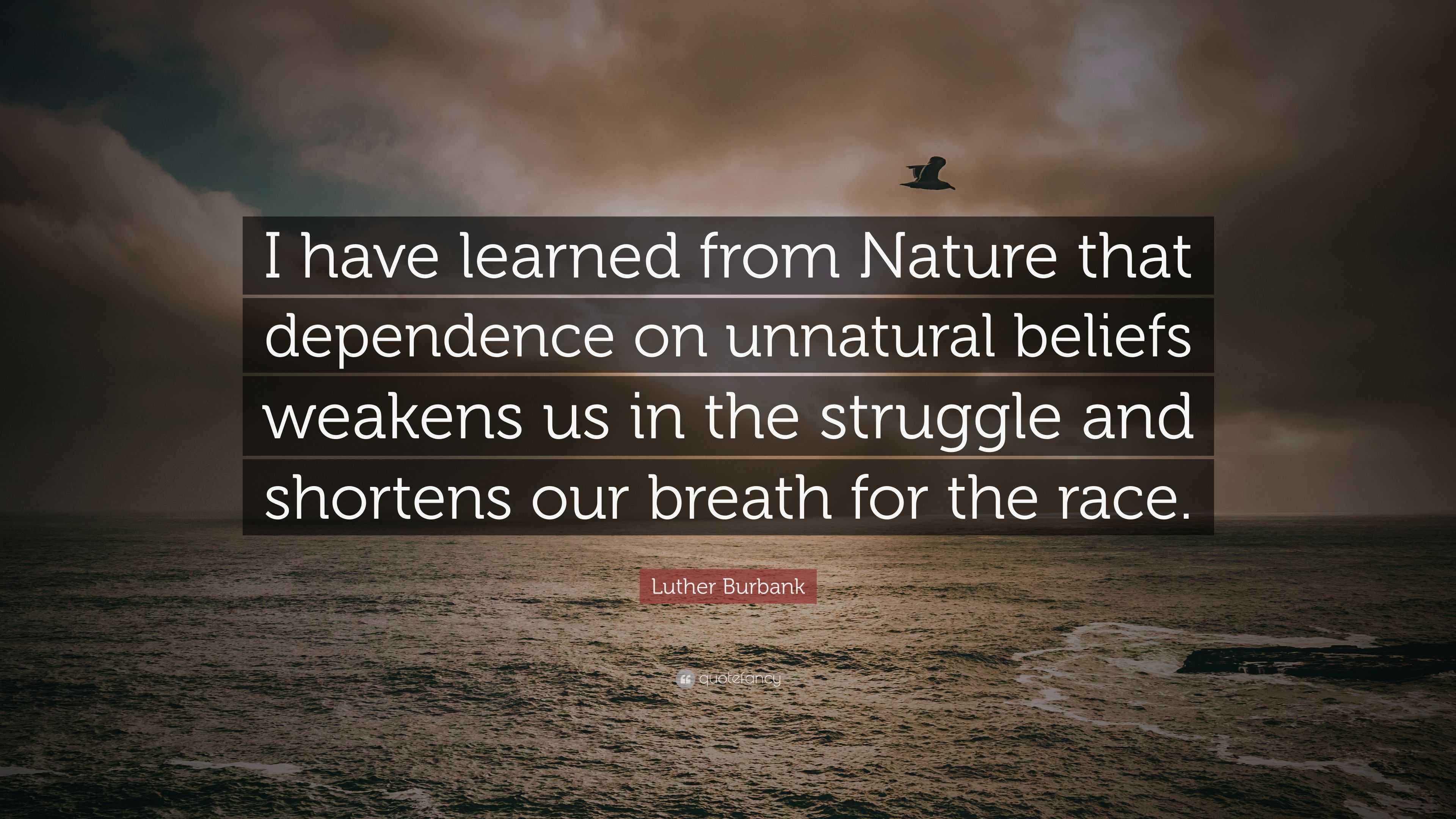 Luther Burbank Quote: “I have learned from Nature that dependence on ...