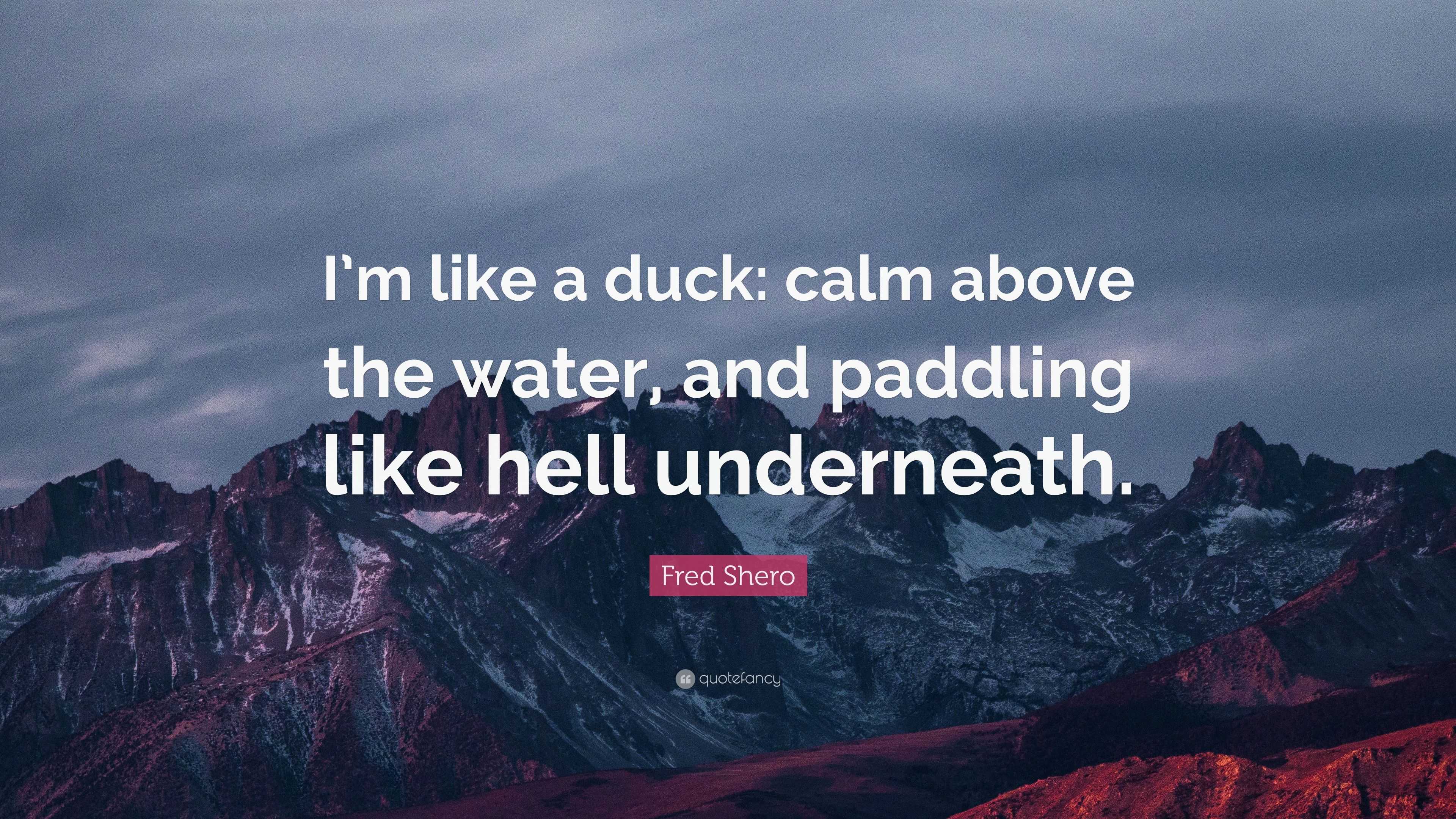 Fred Shero Quote: “I’m like a duck: calm above the water, and paddling ...