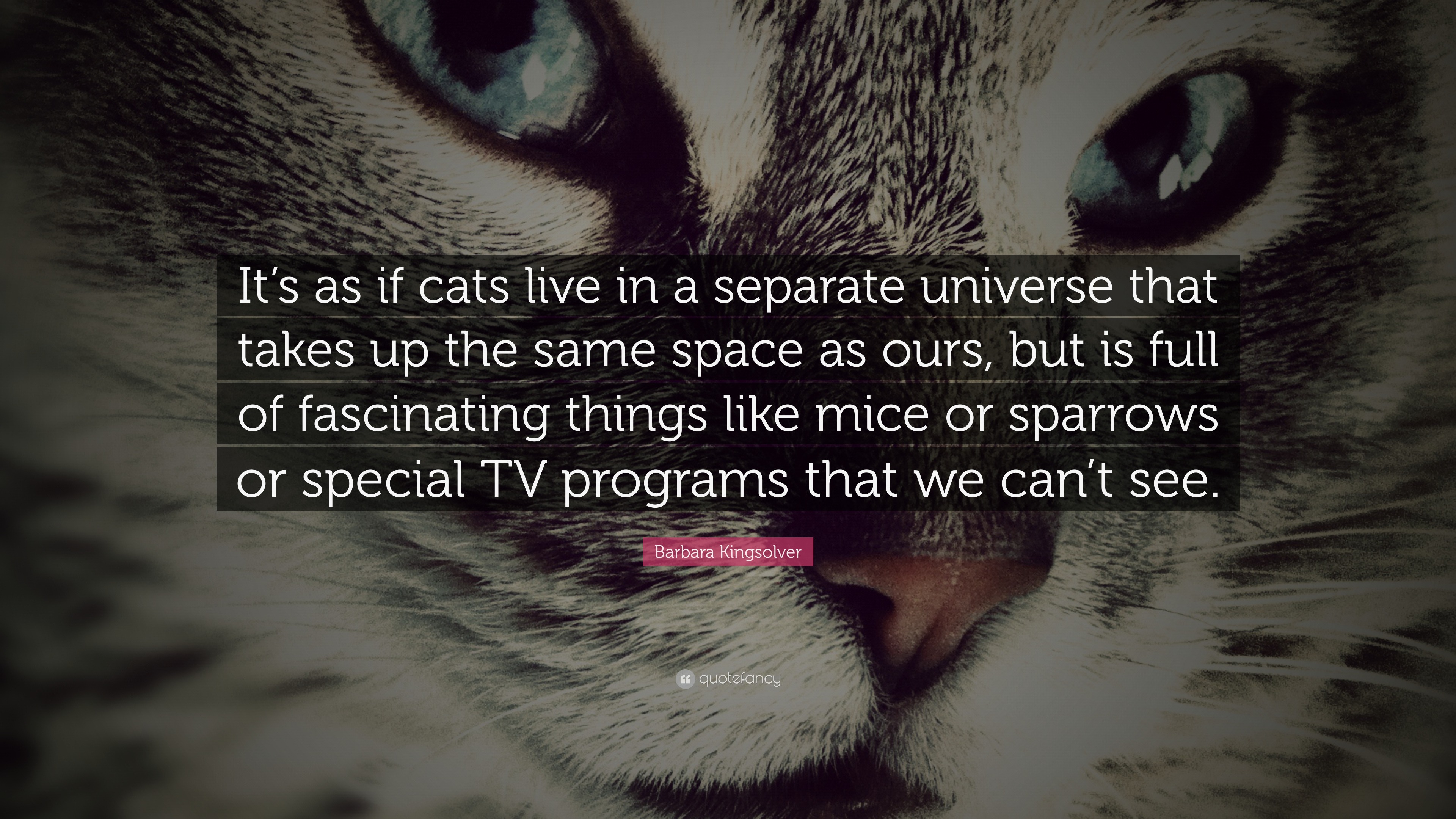 Barbara Kingsolver Quote: “It’s as if cats live in a separate universe ...