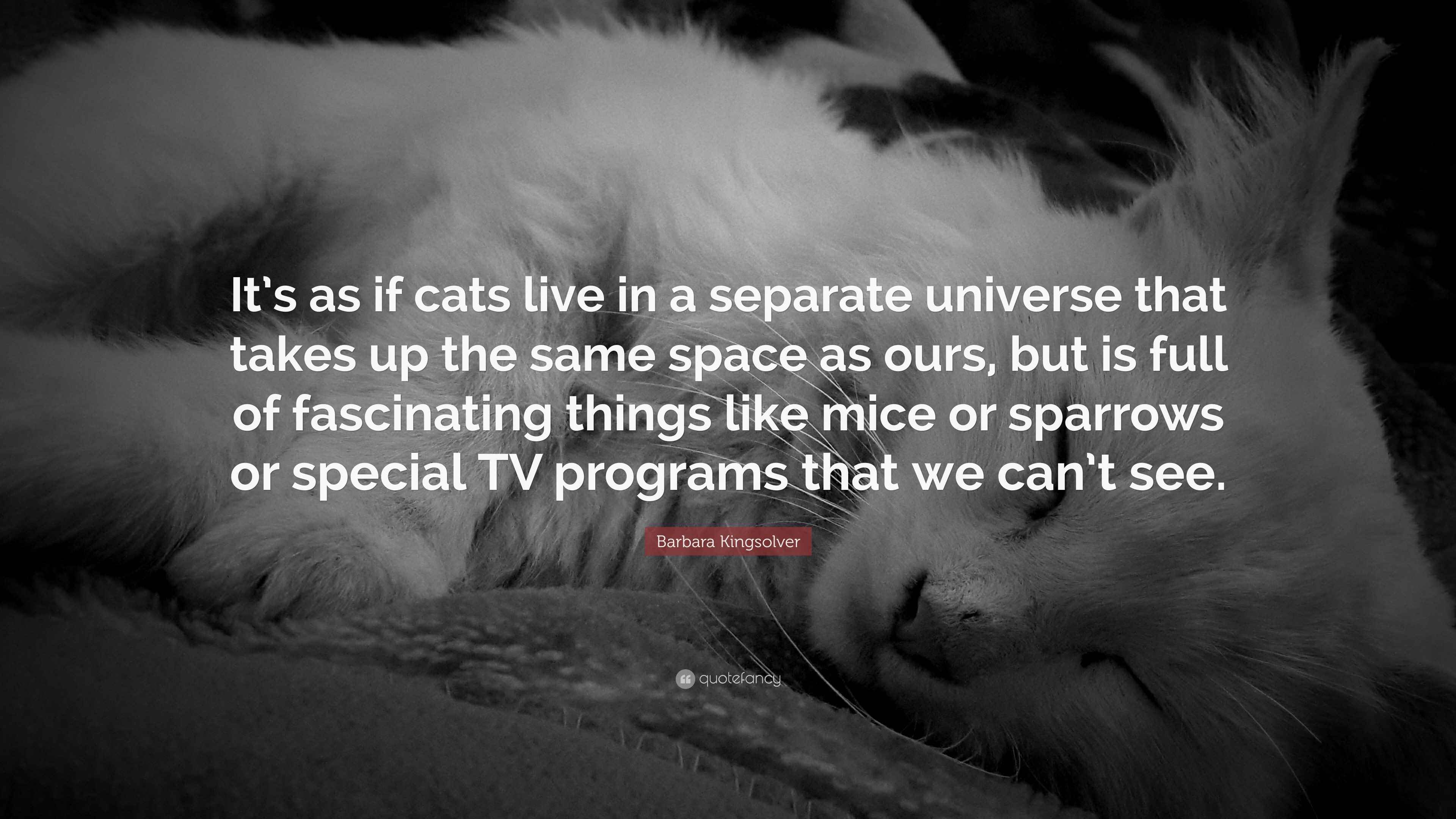 Barbara Kingsolver Quote: “It’s as if cats live in a separate universe ...