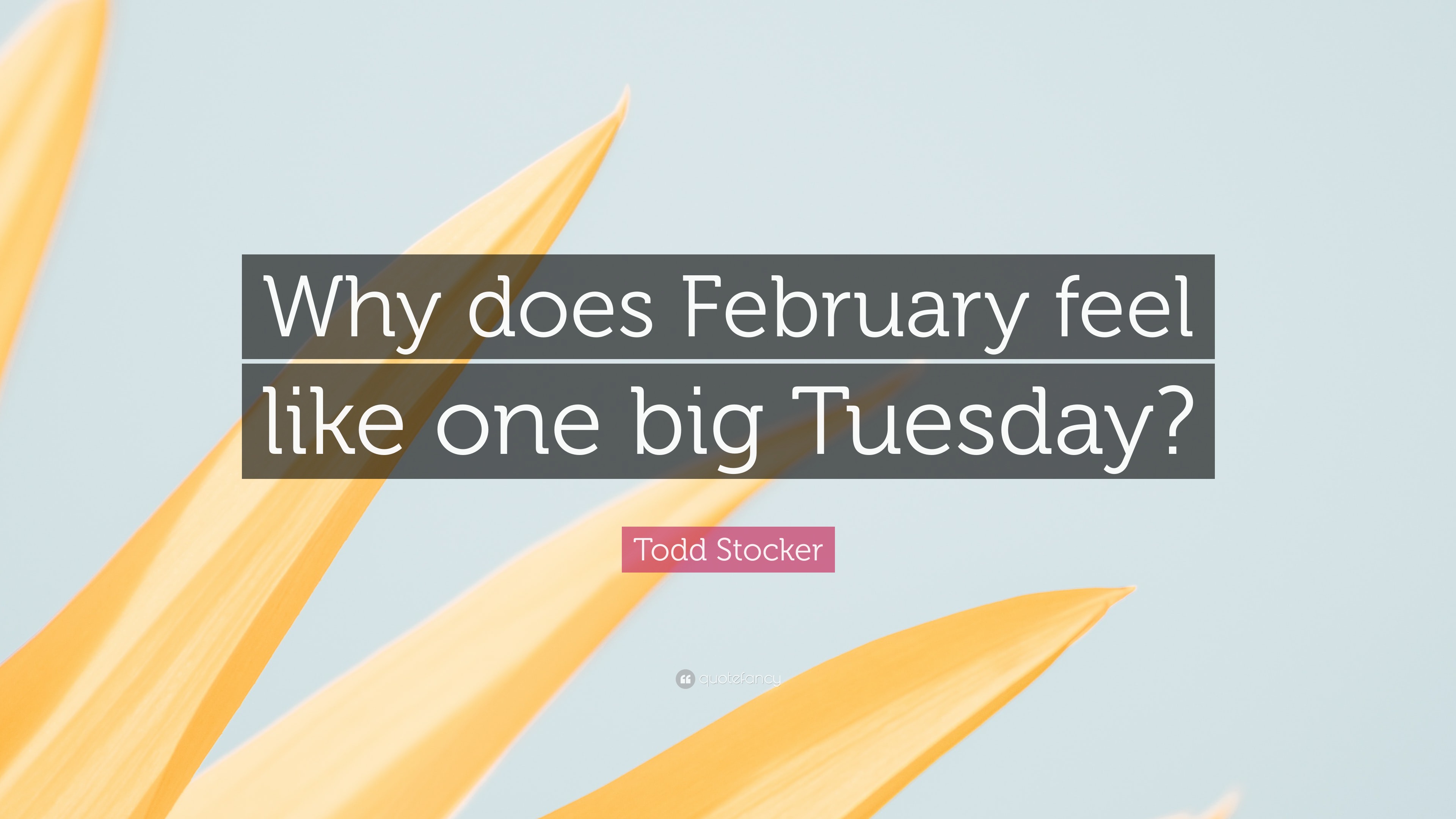 Todd Stocker Quote: “Why does February feel like one big Tuesday?”